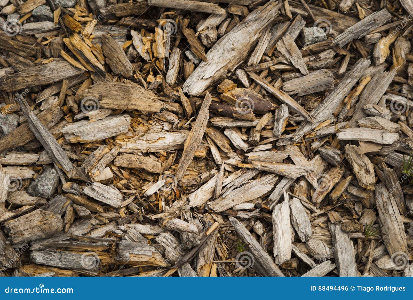 Remains of old wood stock photo. Image of remains, branches - 88494496
