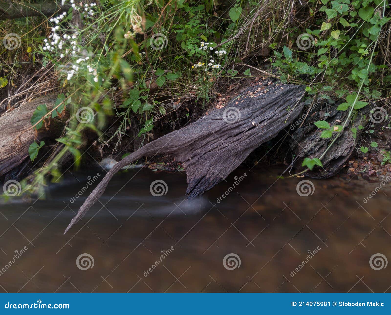 The Remains of the Roots of a Dead Tree Protrude from the Shore ...