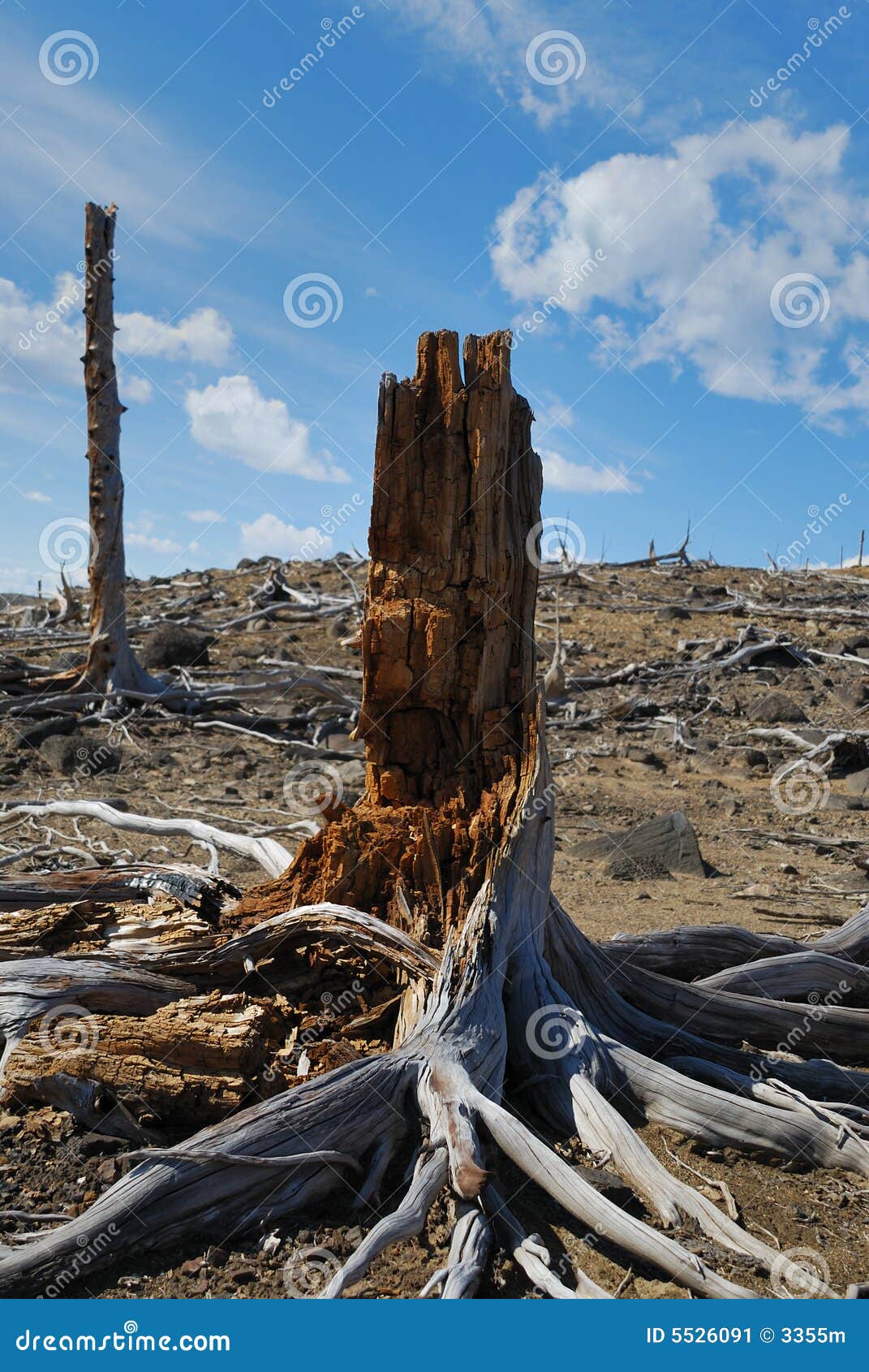 Remains of a tree stock image. Image of environment, dead - 5526091
