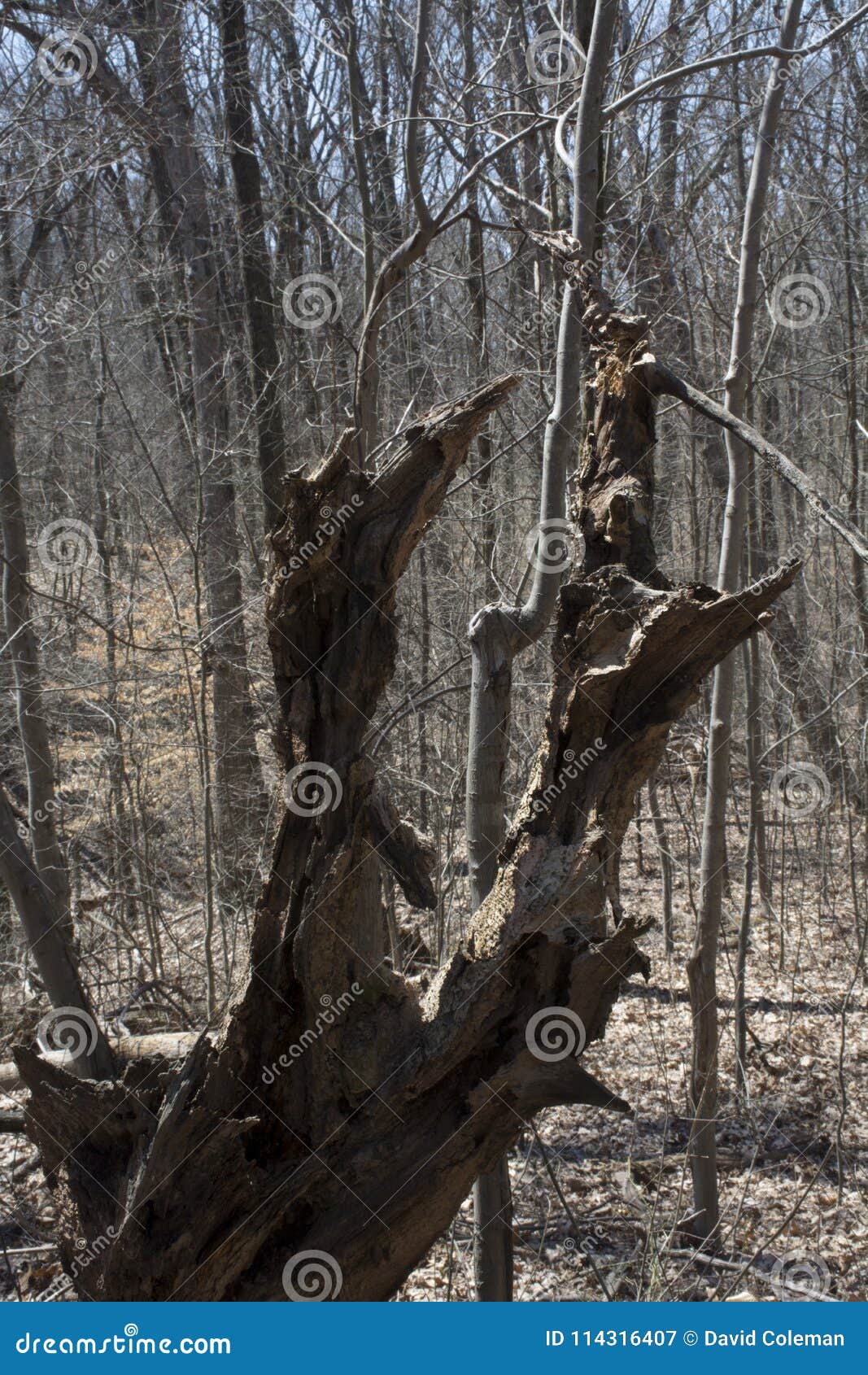 Remains of a tree stock image. Image of rotting, broken - 114316407