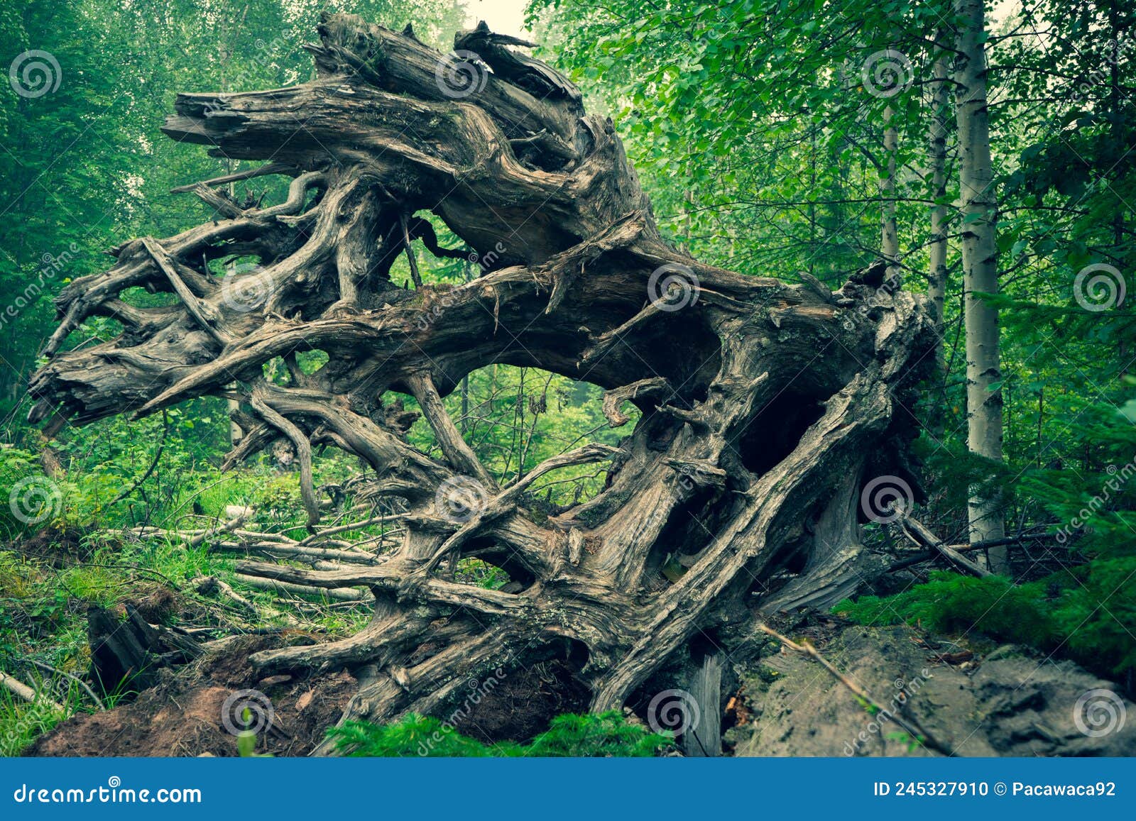 Remains of a Tree-dry and Dead Upturned Gray Roots. Old Dry Roots Trees ...
