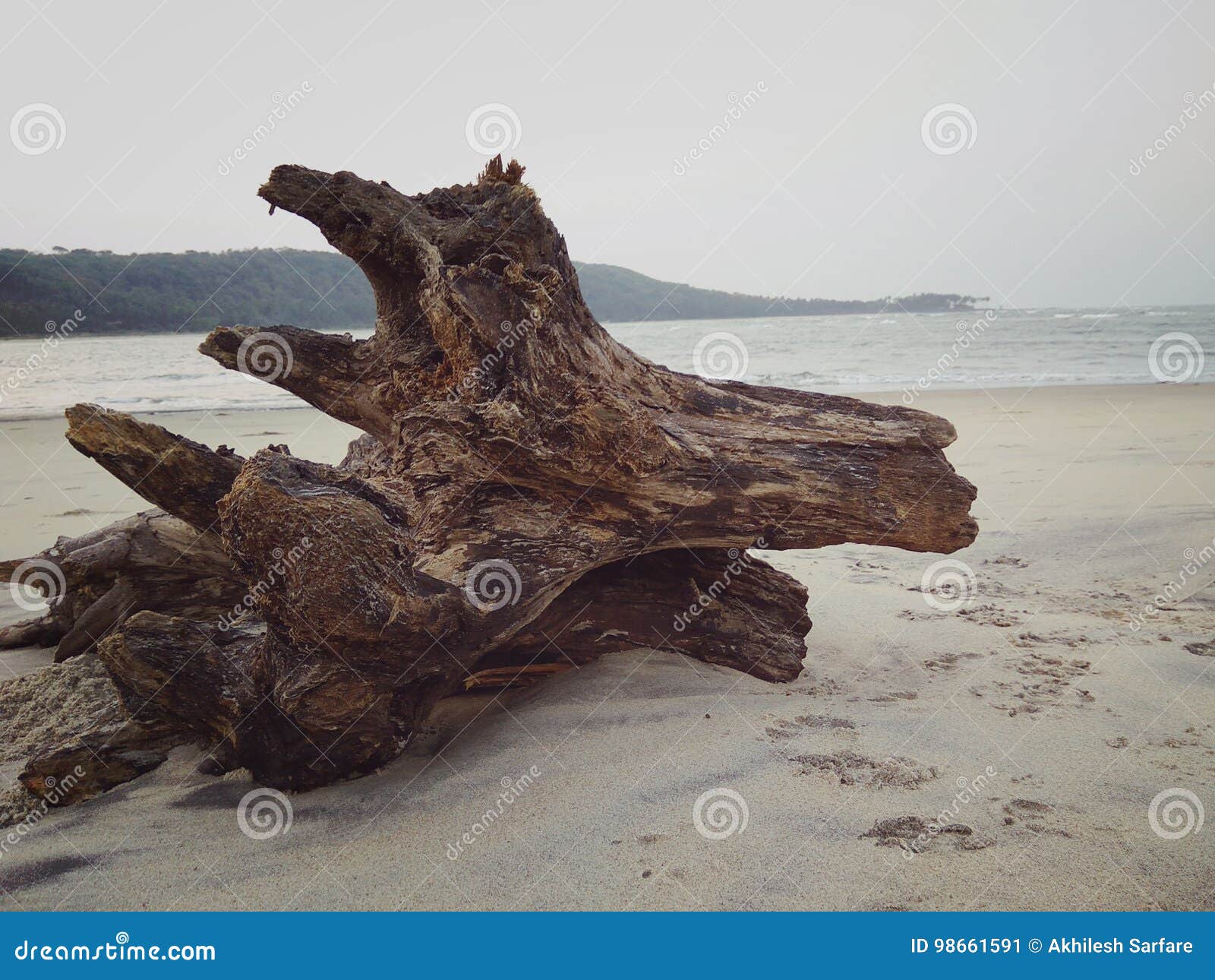 Remains of a tree trunk stock image. Image of remnant - 98661591