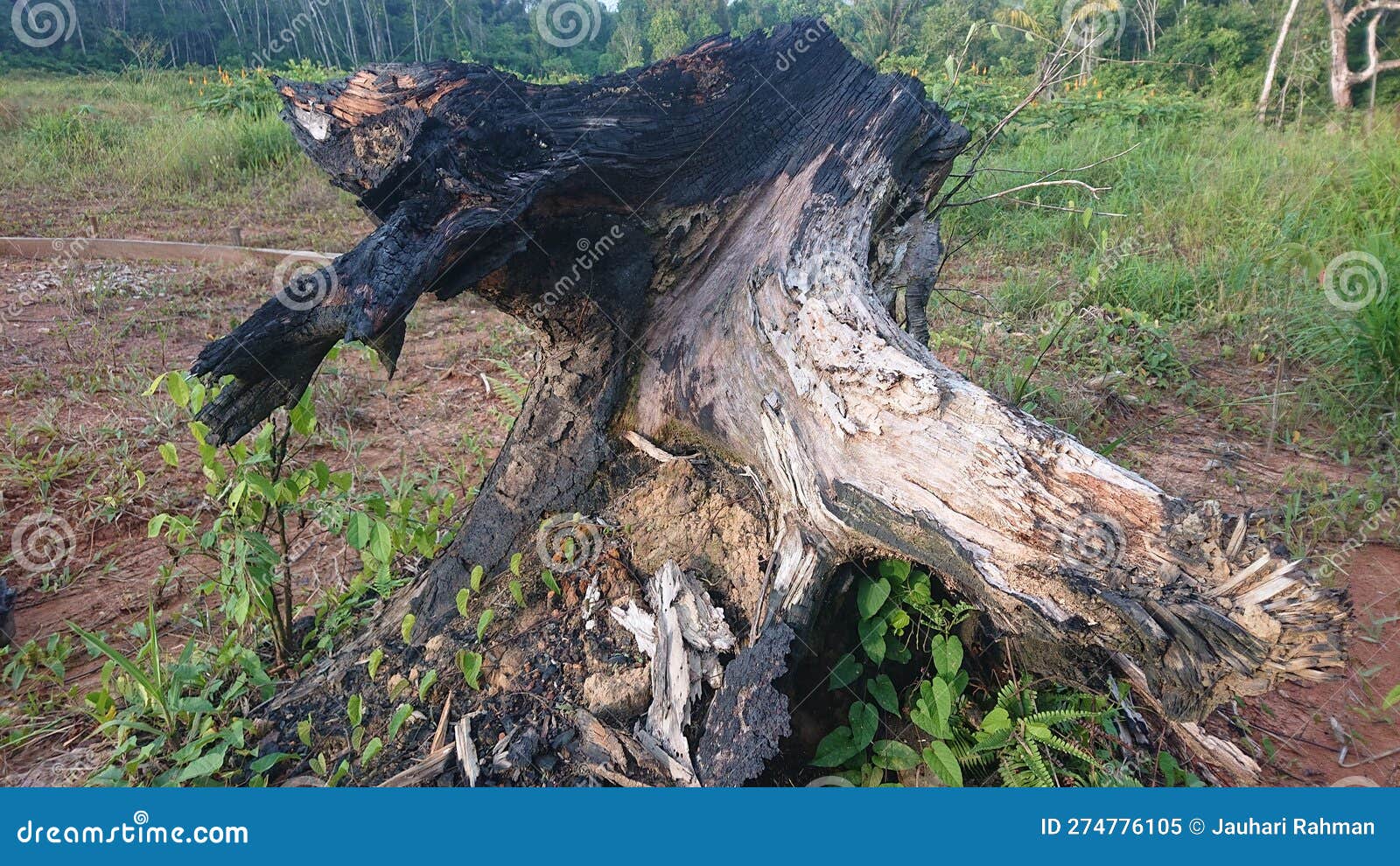 The Remains of a Tree Trunk Left after Felling Stock Image - Image of ...