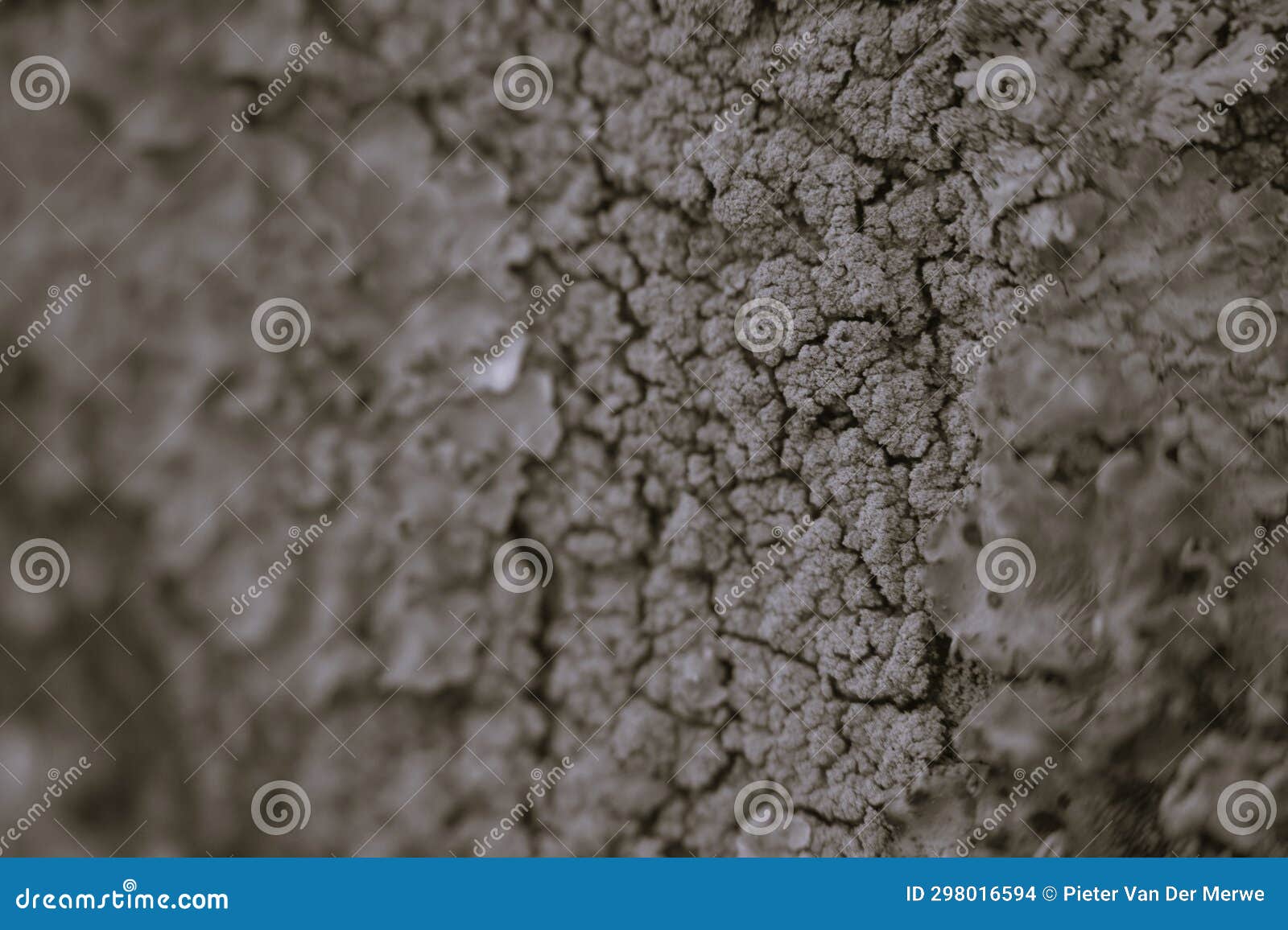 Remains of a Tree Trunk Withering in the Elements of Nature. Stock ...