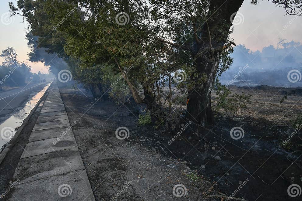 Burned Trees on the Side of the Road Stock Photo - Image of smoke ...