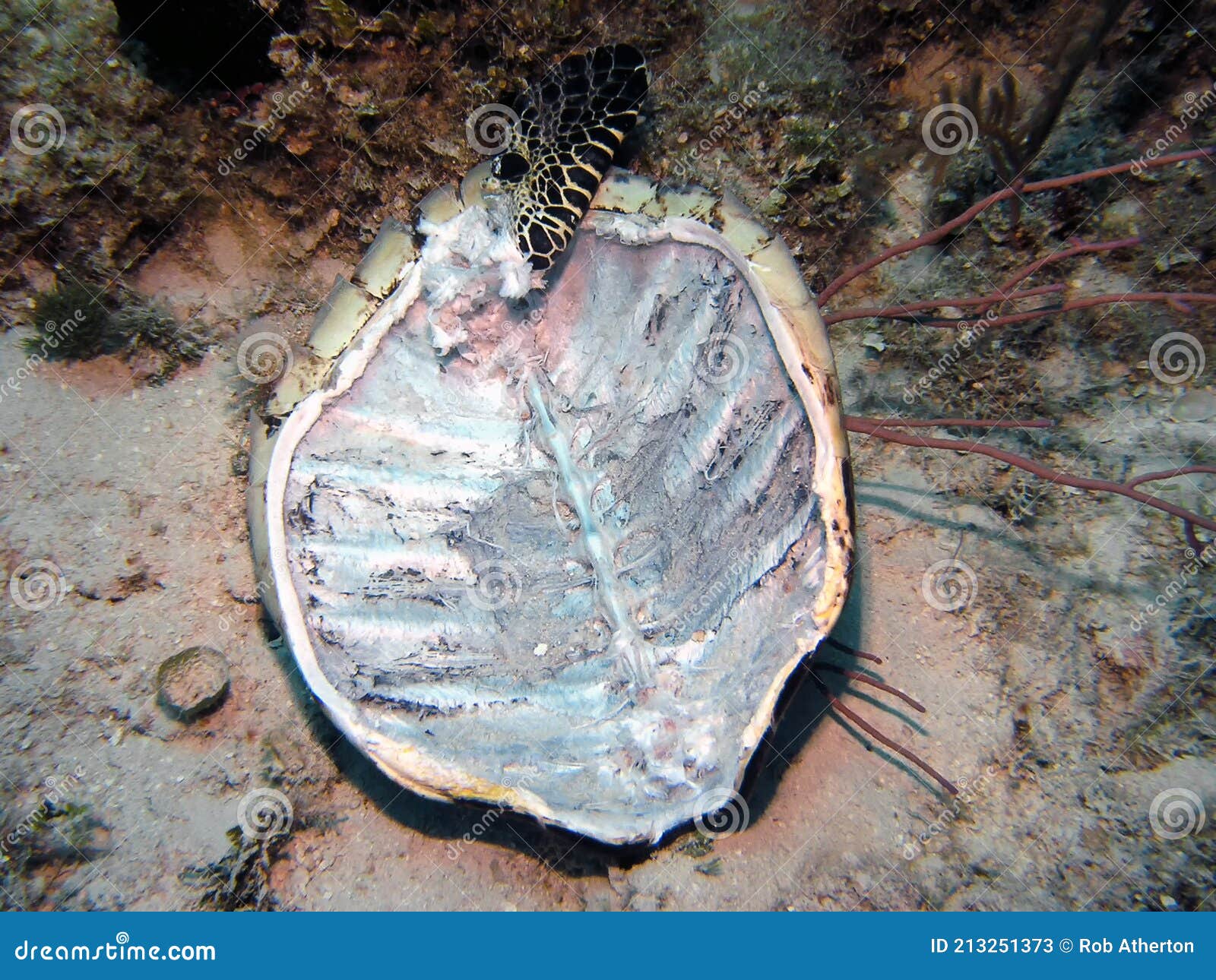 The Remains of a Turtle Shell on the Sea Bed Stock Image - Image of ...