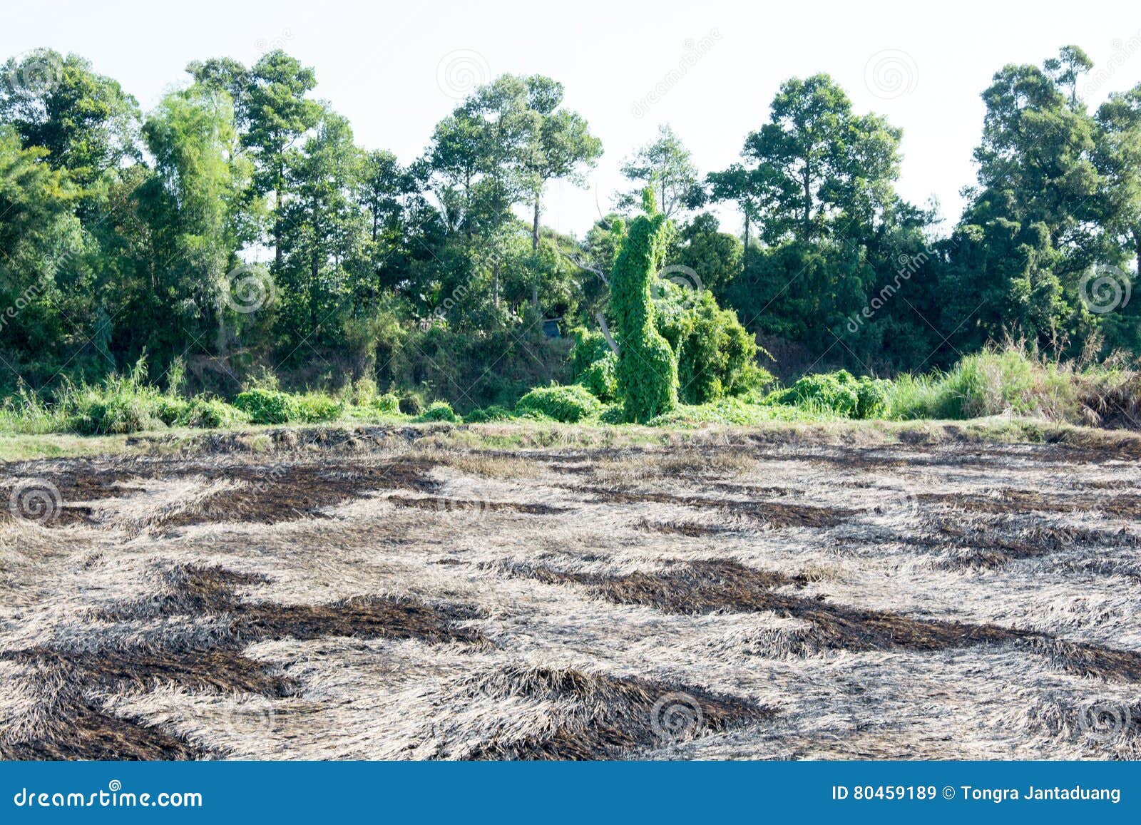 The Remains Were Burned To Burn Rice Straw Left but Ashes Filled Stock ...