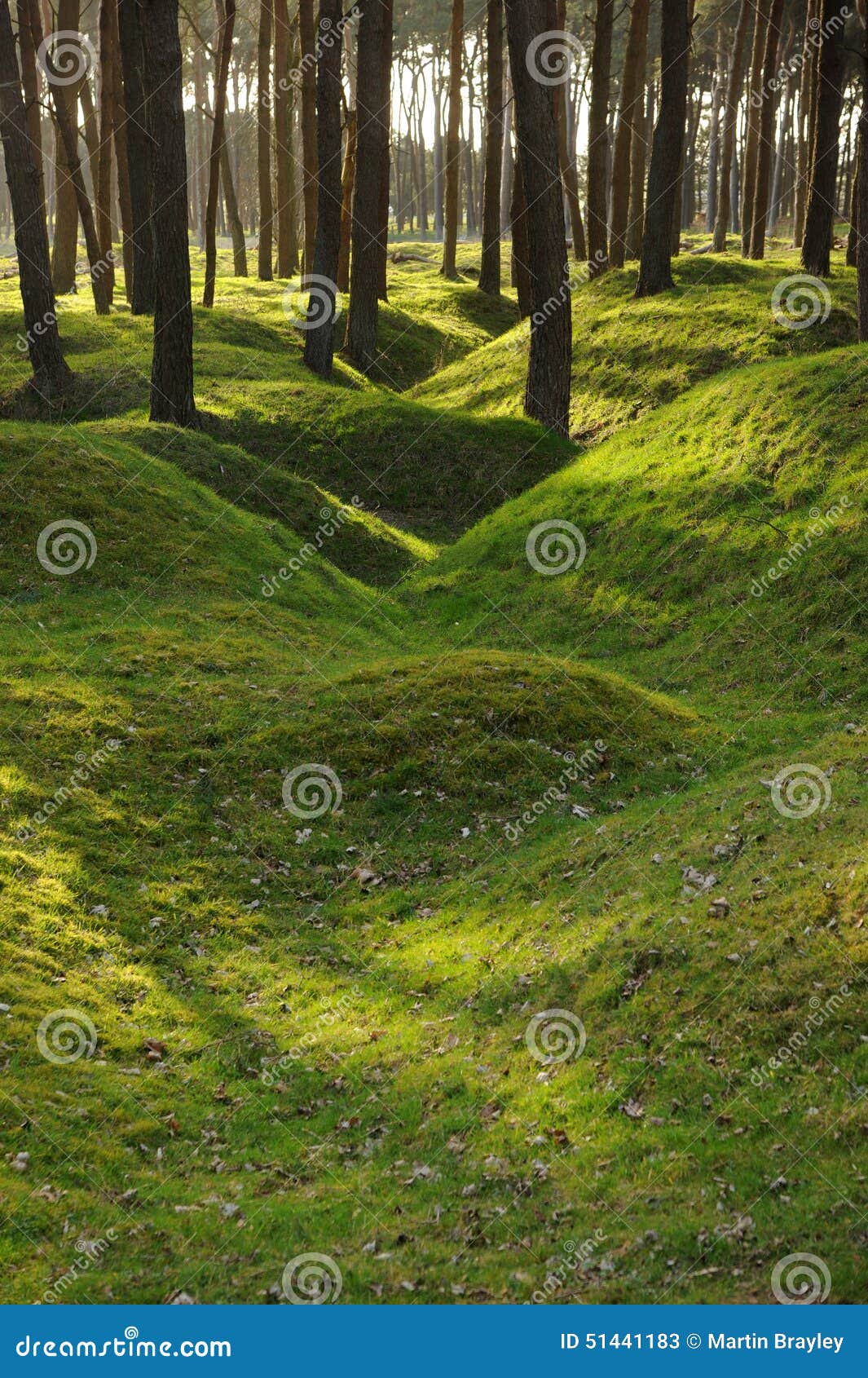 Remains Of Trenches Lines Of World War One In Pine Spring Forest Of ...