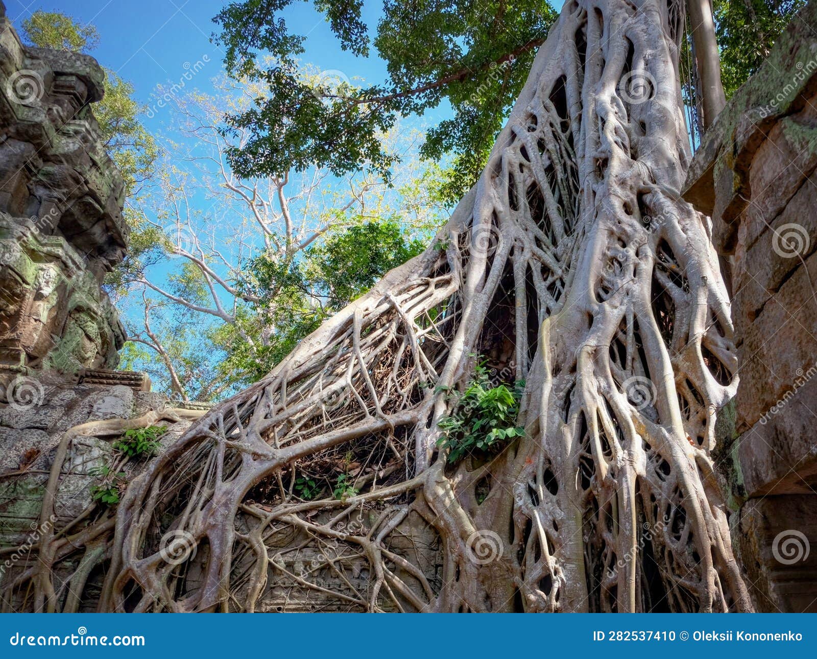 Remarkable Image Showing Massive Tree Roots Gripping Centuries-old ...