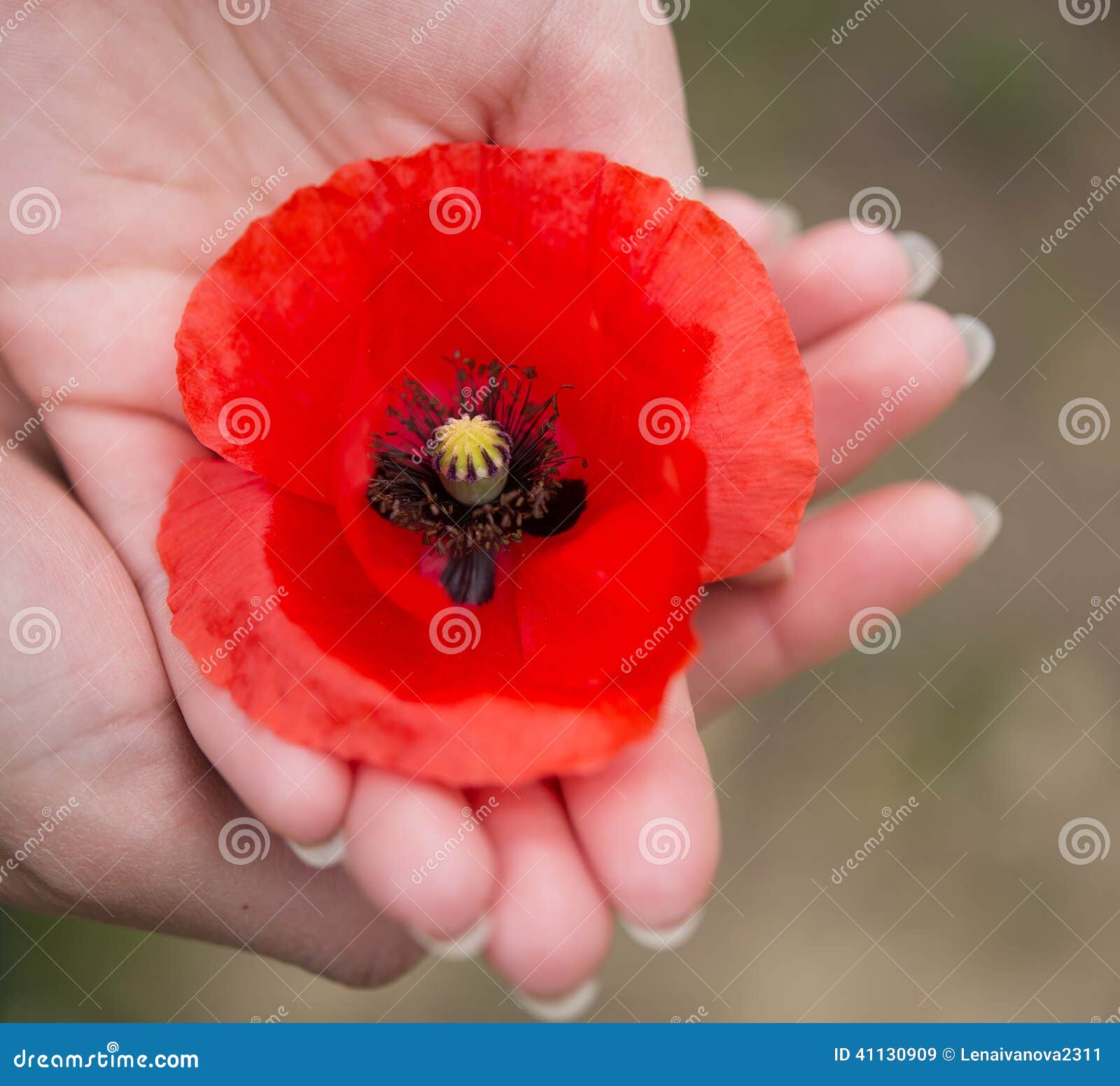 Rememberance Day Red Poppy in Hands Stock Image - Image of flanders ...