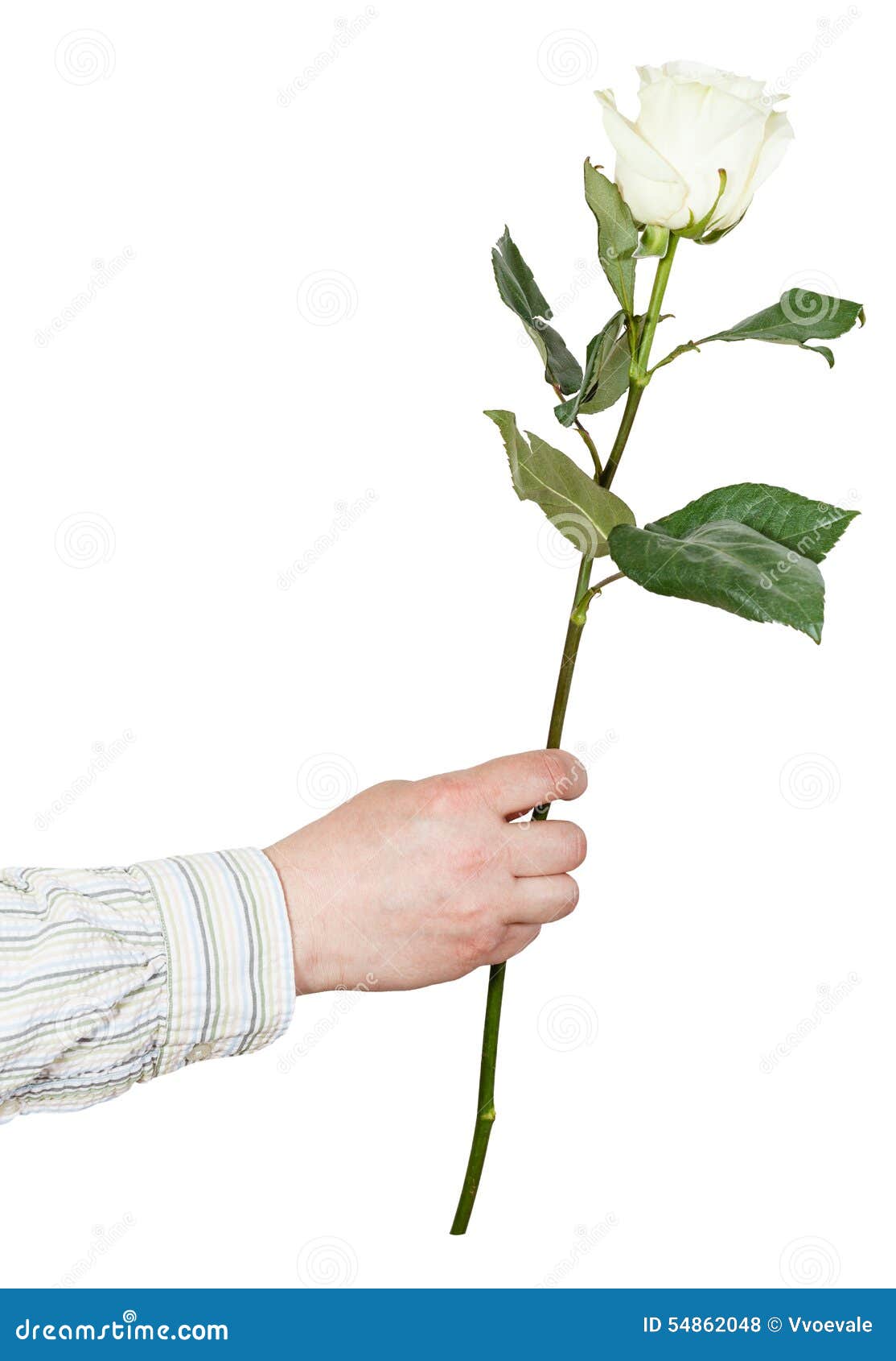 Remettez Donner Une Fleur - Rose De Blanc D'isolement Photo stock ...