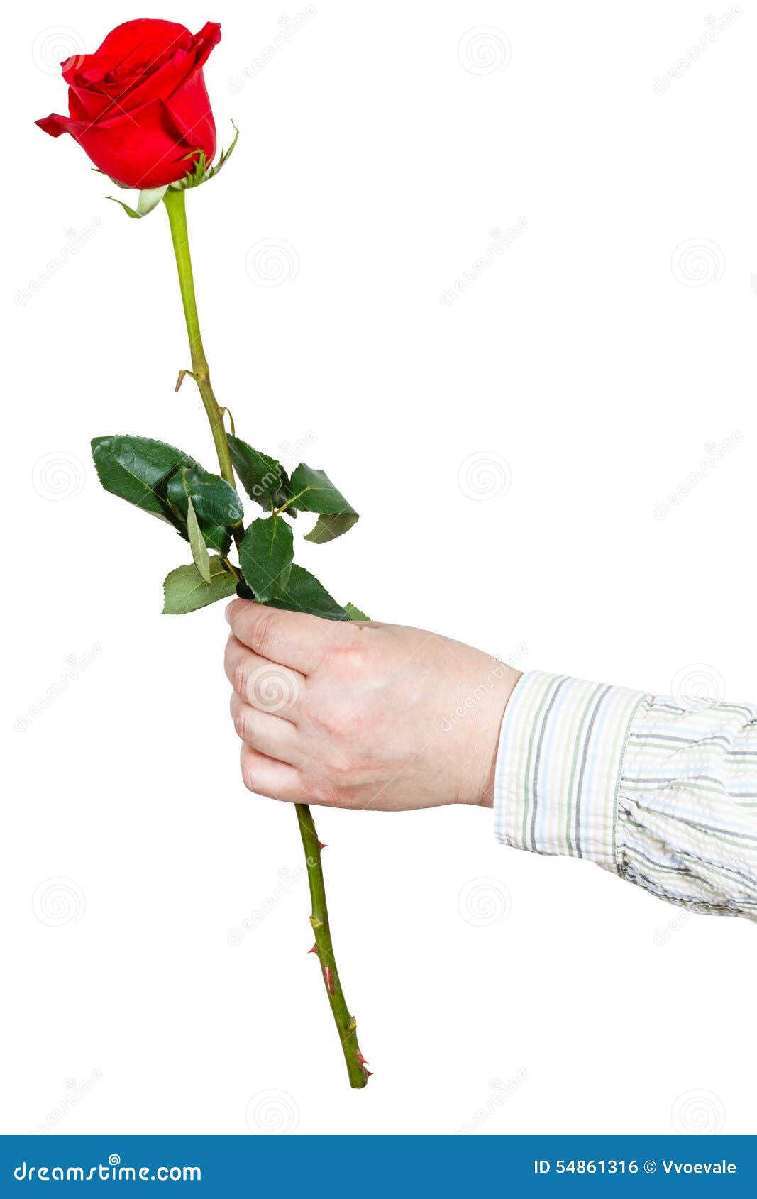 Remettez Donner Une Fleur - Rose De Rouge D'isolement Photo stock ...