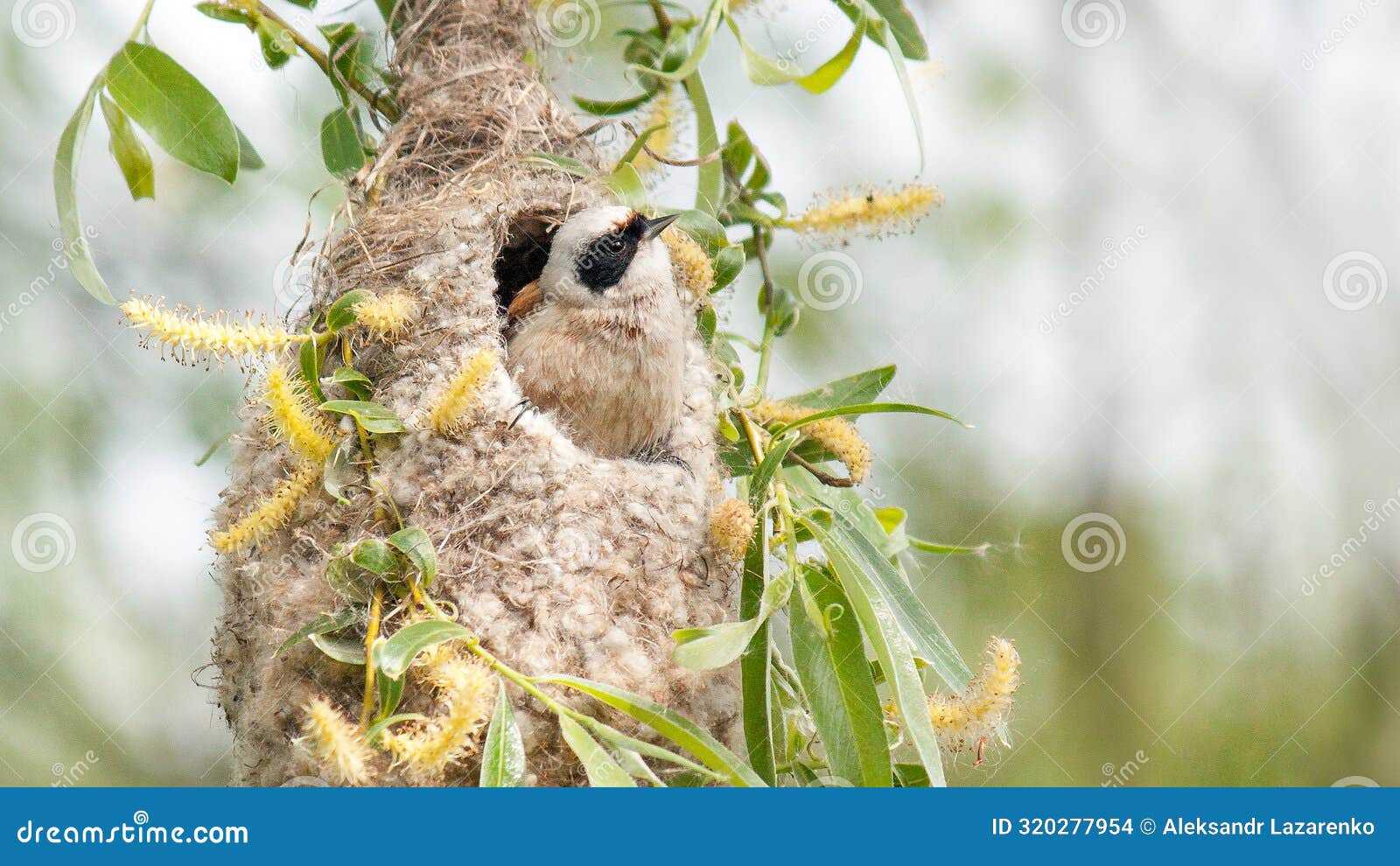 Remez Builds a Nest on a Tree in Spring Stock Photo - Image of fauna ...
