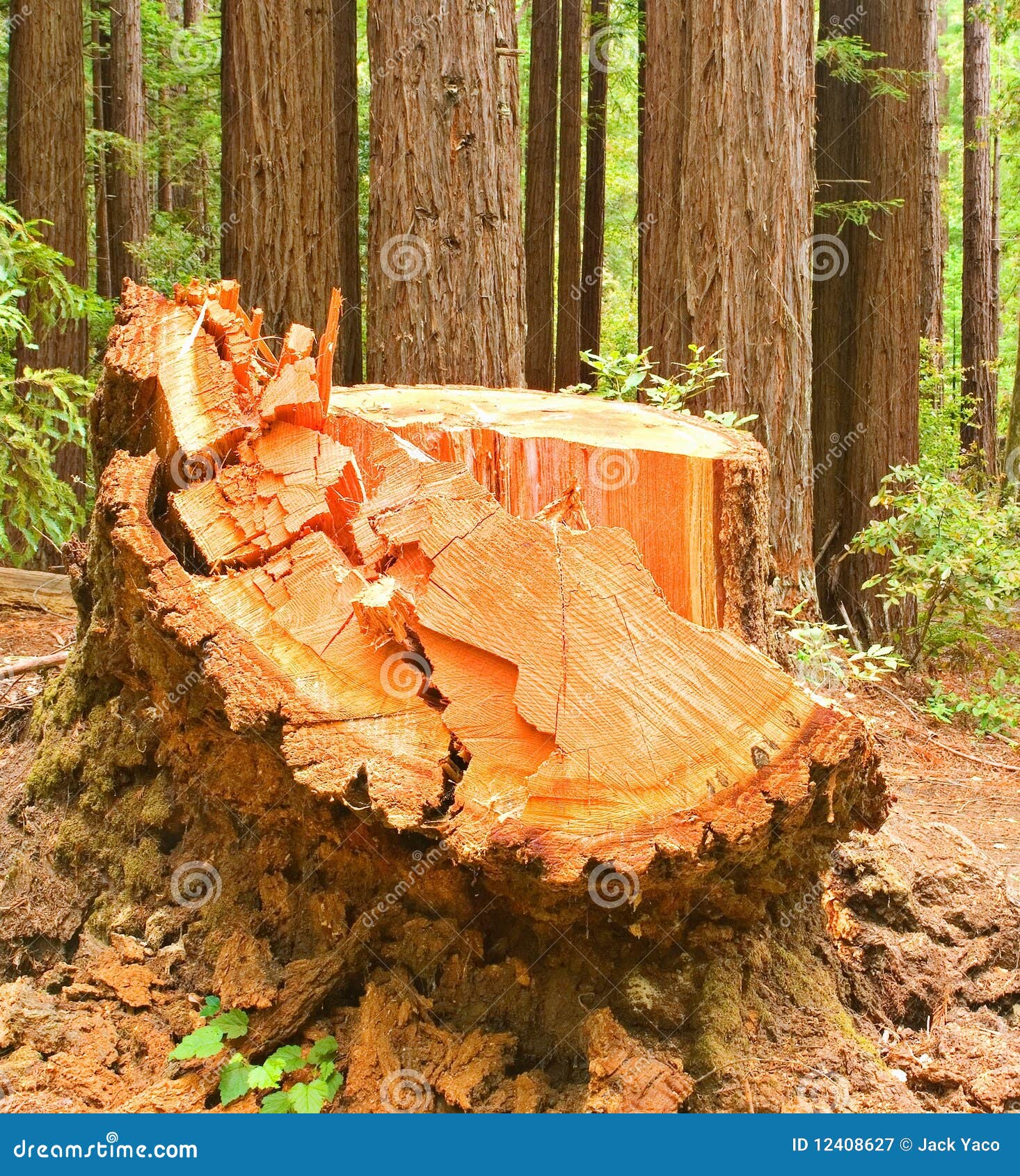 Remnant of a Logged Redwood Stock Image - Image of redwood, grove: 12408627 Remnant of a Logged Redwood Stock Image - Image of redwood, grove: 12408627