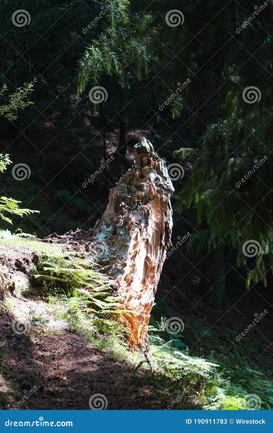 A Tree That Has Been Ripped Out Of The Ground Due To Storm Damage And ...