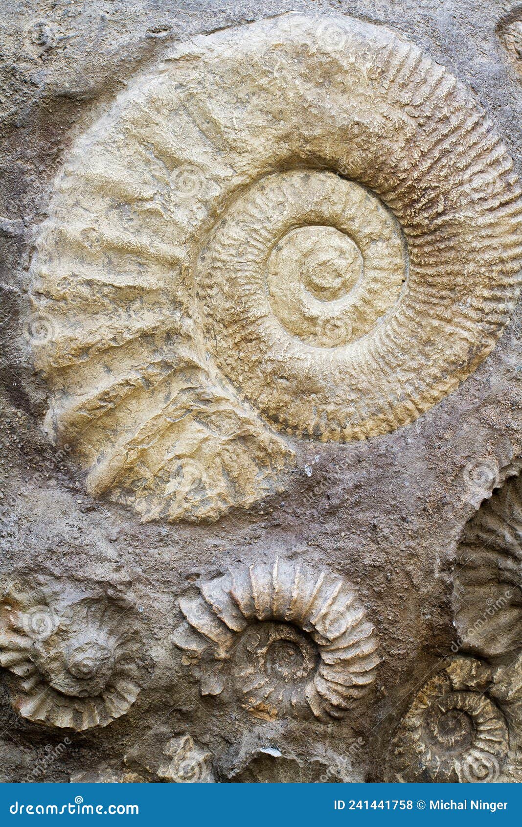 Remnants of Ancient Fossilized Ammonites in Stone Stock Photo - Image ...