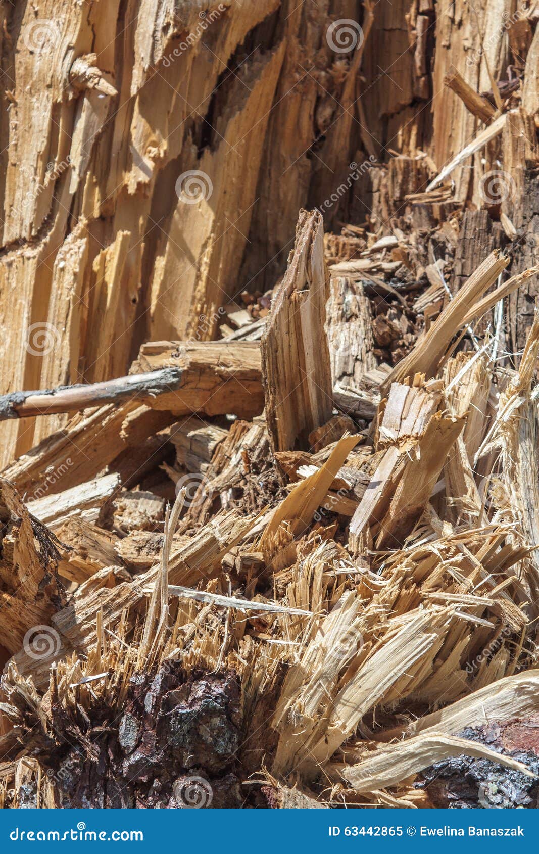 Remnants of a broken tree. stock image. Image of details - 63442865