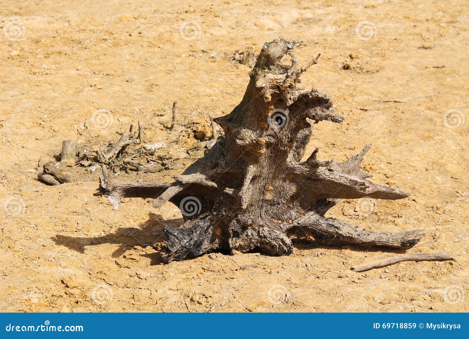 Remnants of dead tree stock image. Image of disaster - 69718859