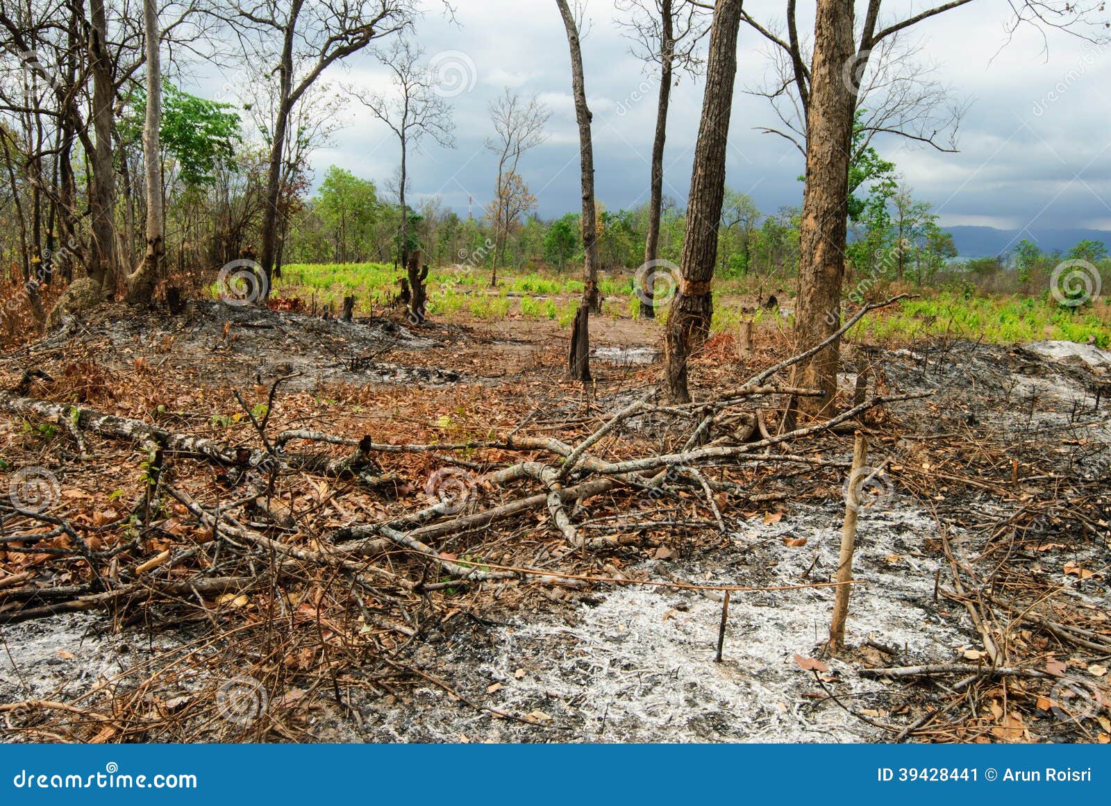 Remnants of Forest or Bush Fire Stock Image - Image of forest, bushland ...
