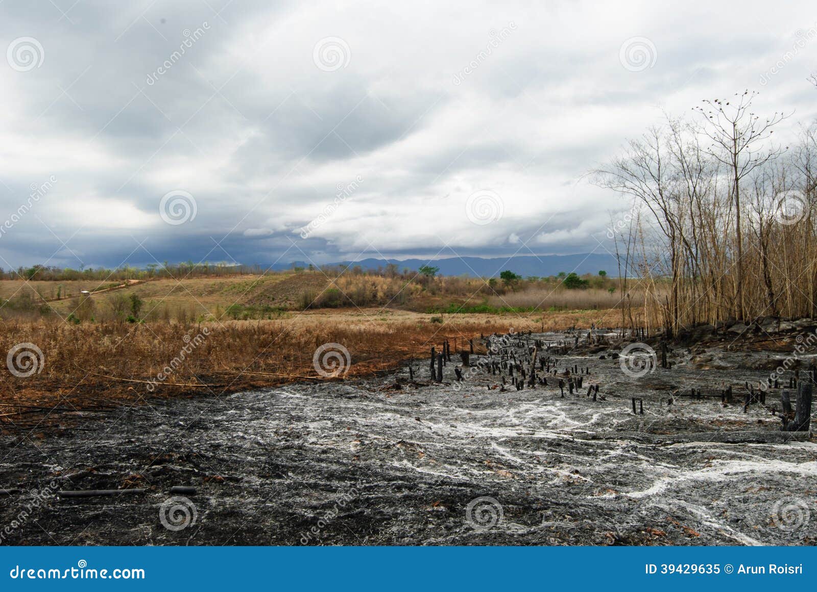 Remnants of Forest or Bush Fire Stock Image - Image of environment ...
