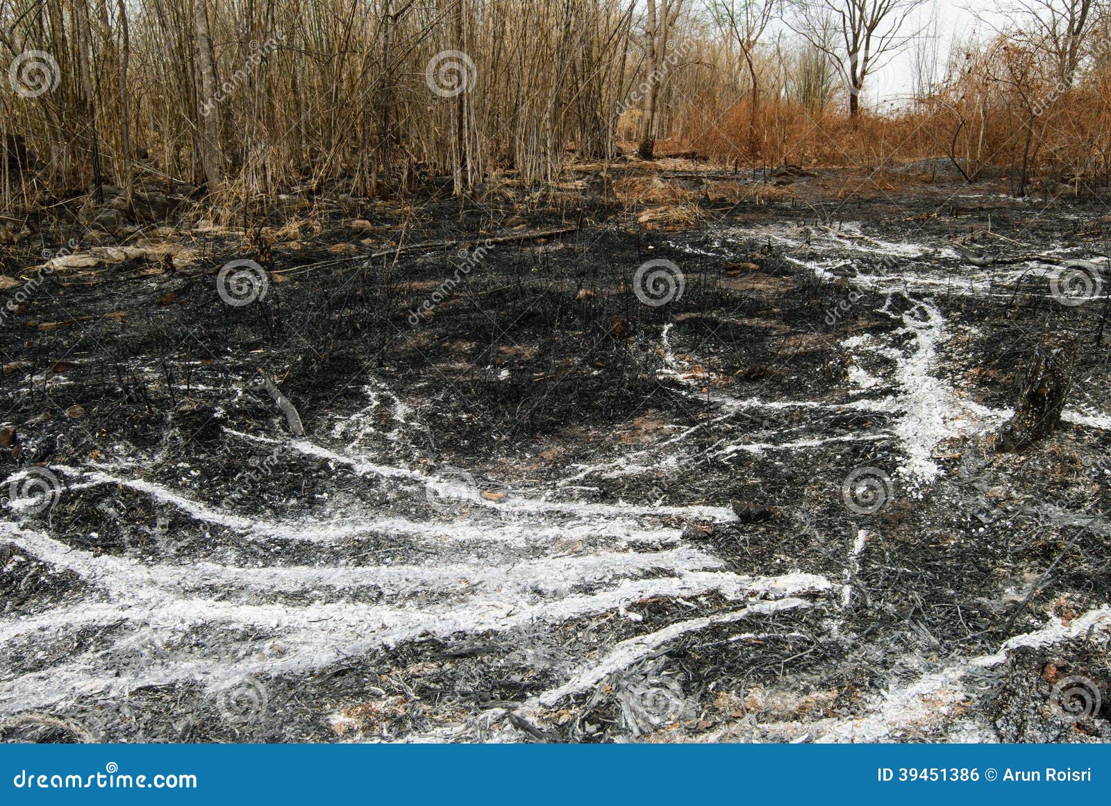 Remnants of Forest or Bush Fire. Stock Photo - Image of ground ...