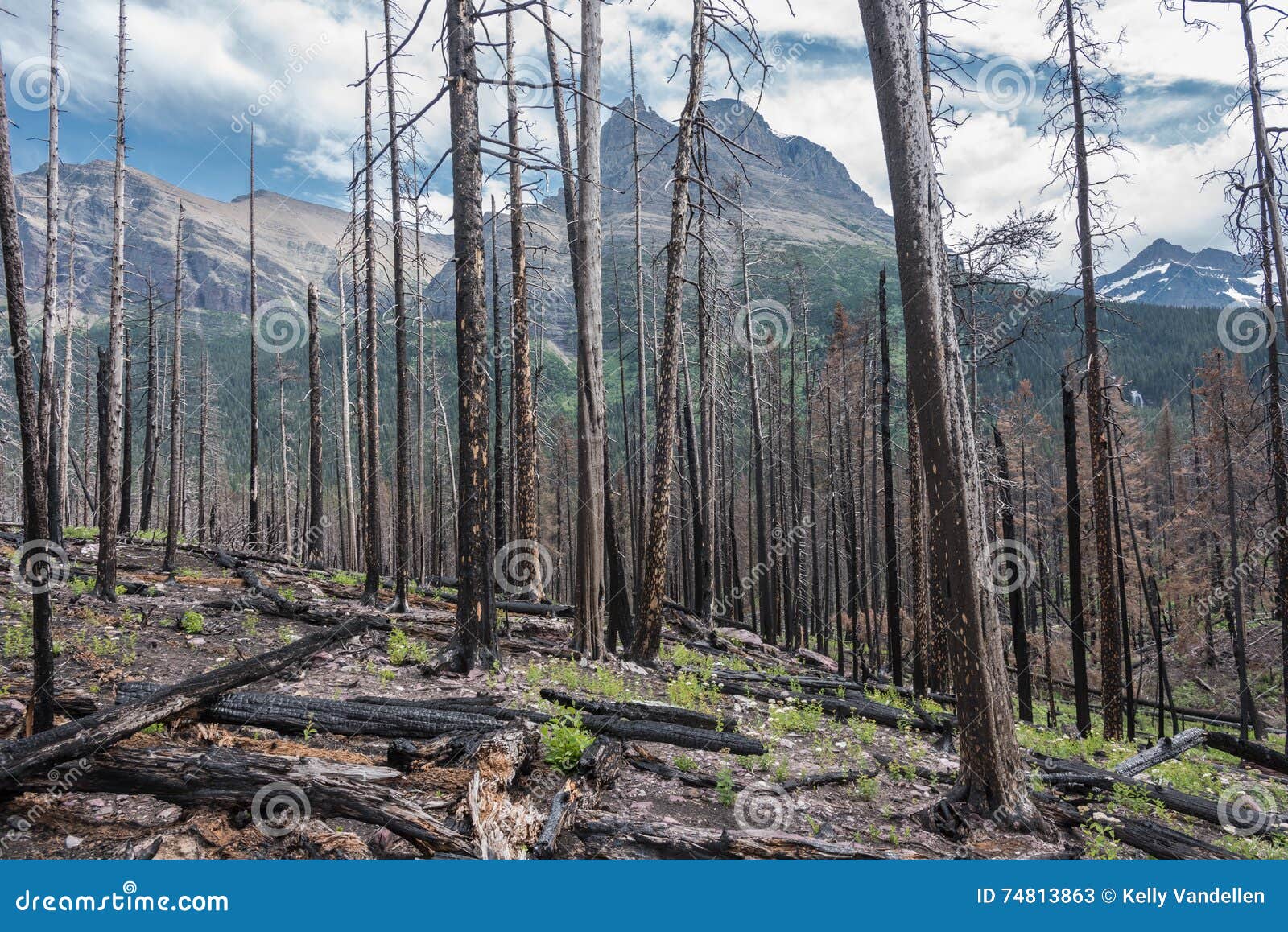 Remnants of Forest Fire stock image. Image of black, ashes - 74813863