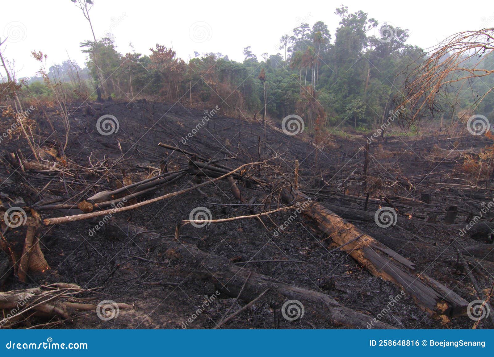 Enviromental Damage of Forest Fires Stock Photo - Image of burnt ...