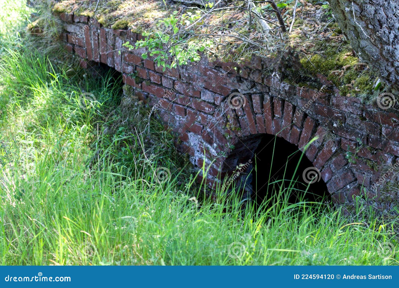 Remnants of an Old Building in the Forest Overgrown with Trees Stock ...