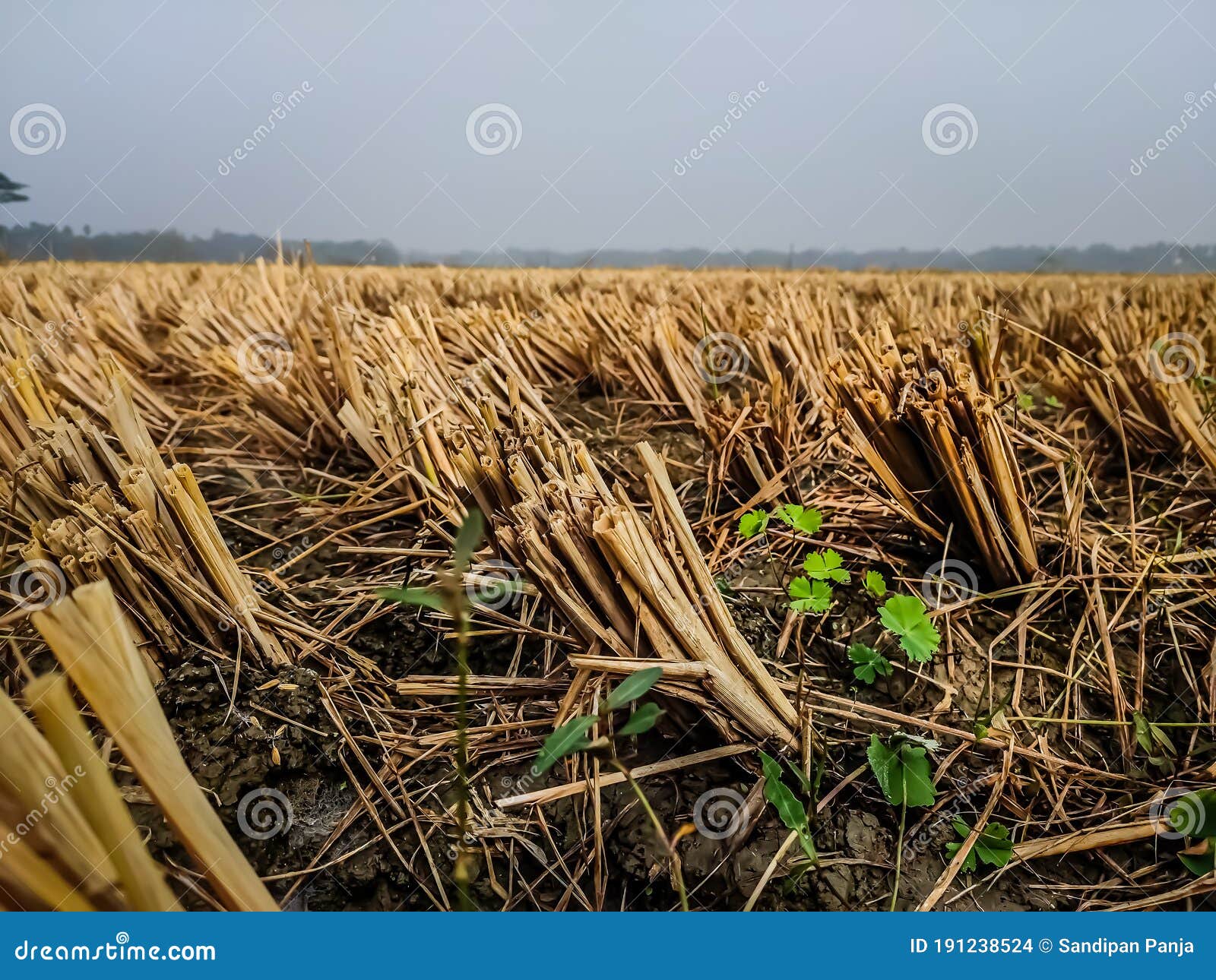 This is the Remnants of the Roots of the Paddy Plant after the Paddy ...