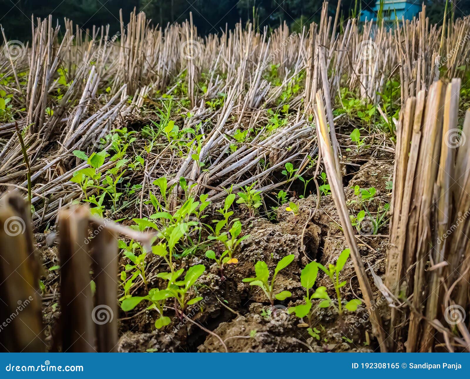This is the Remnants of the Roots of the Paddy Plant after the Paddy ...