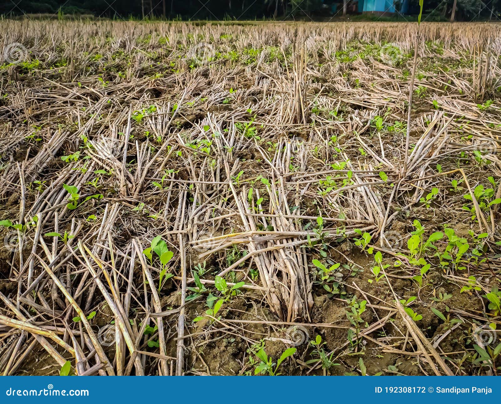 This is the Remnants of the Roots of the Paddy Plant after the Paddy ...