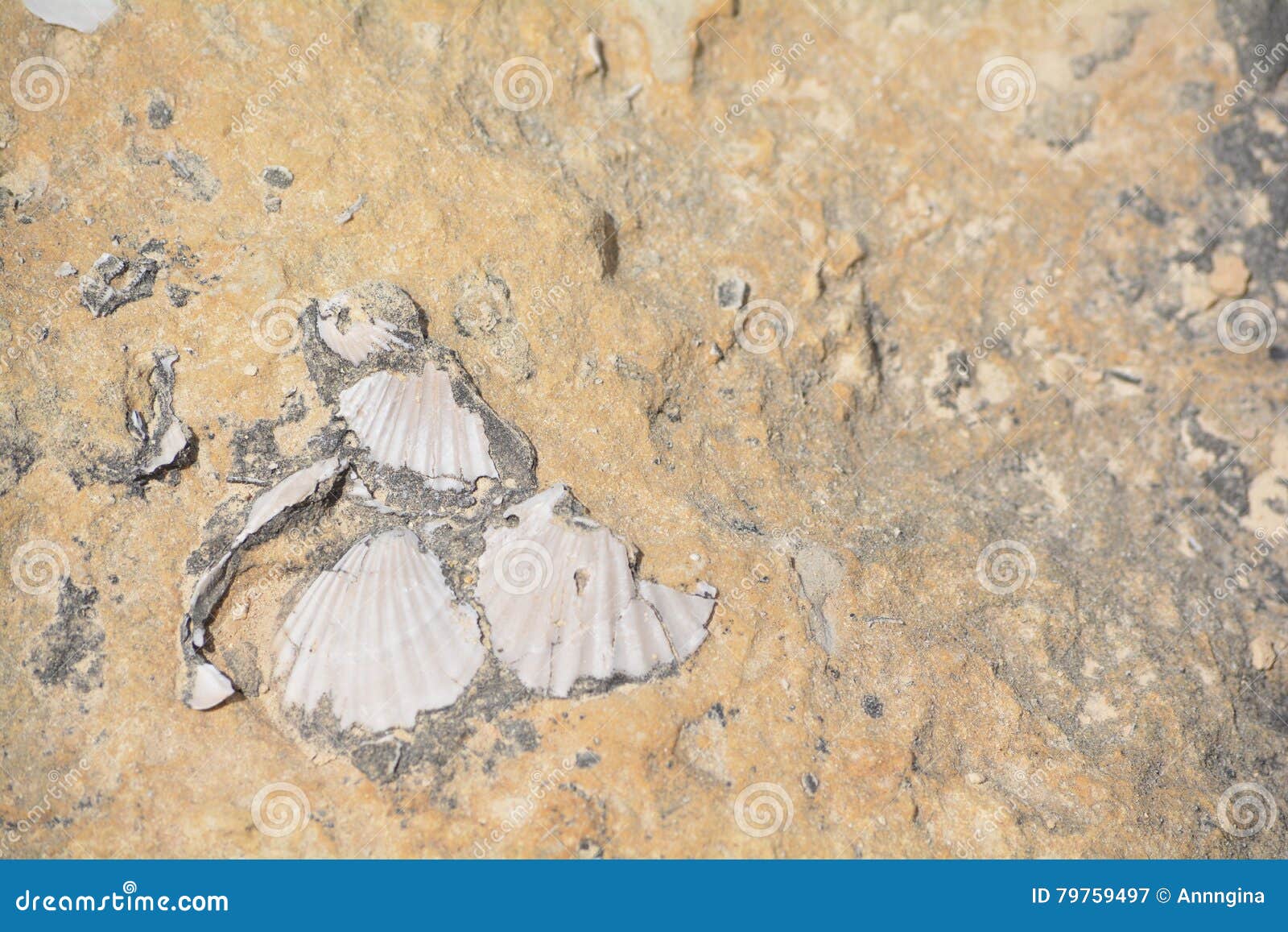Remnants of shells stock image. Image of rock, stone - 79759497