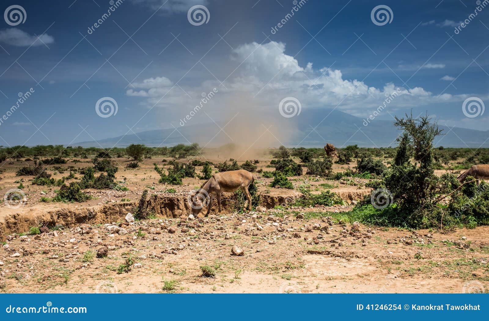 Remoinho pequeno com asno foto de stock. Imagem de poeira - 41246254