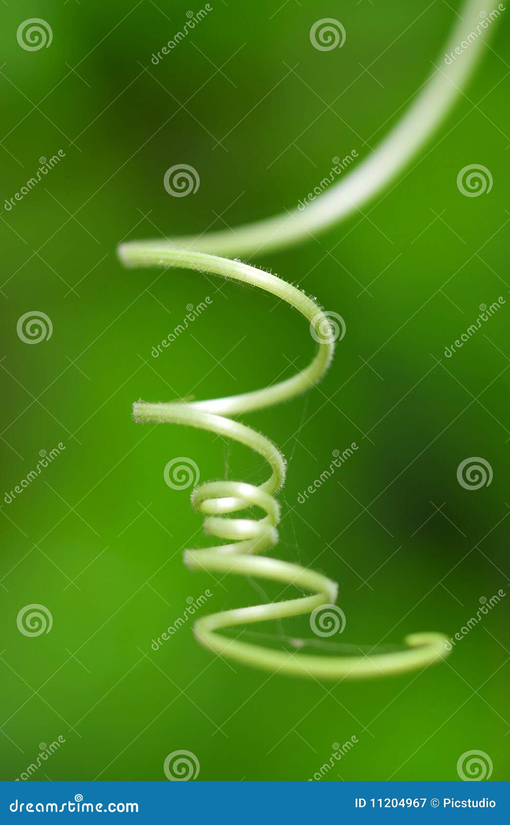 Verde Pantano Color Pictures And Images - RGB Color Hex Code [#408000 ...