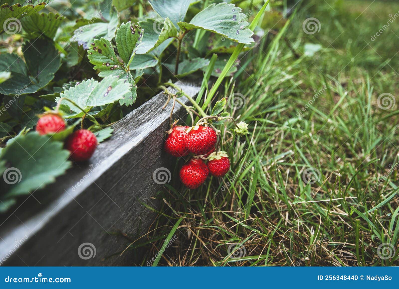 Remontant Strawberry Ripen in the Garden, Copy Space Stock Photo ...