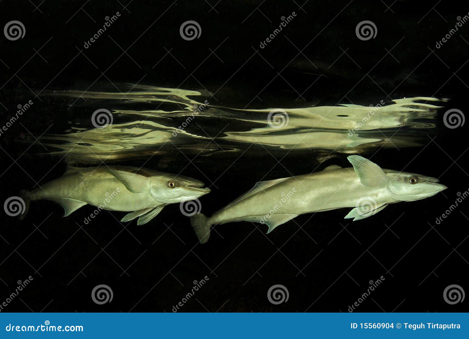 Remora fish stock photo. Image of ocean, tropical, underwater - 15560904