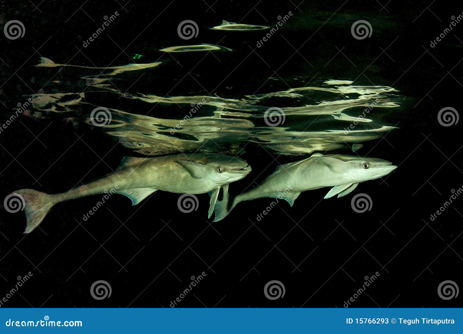 Remora fish stock image. Image of indonesia, sucker, fish - 15766293