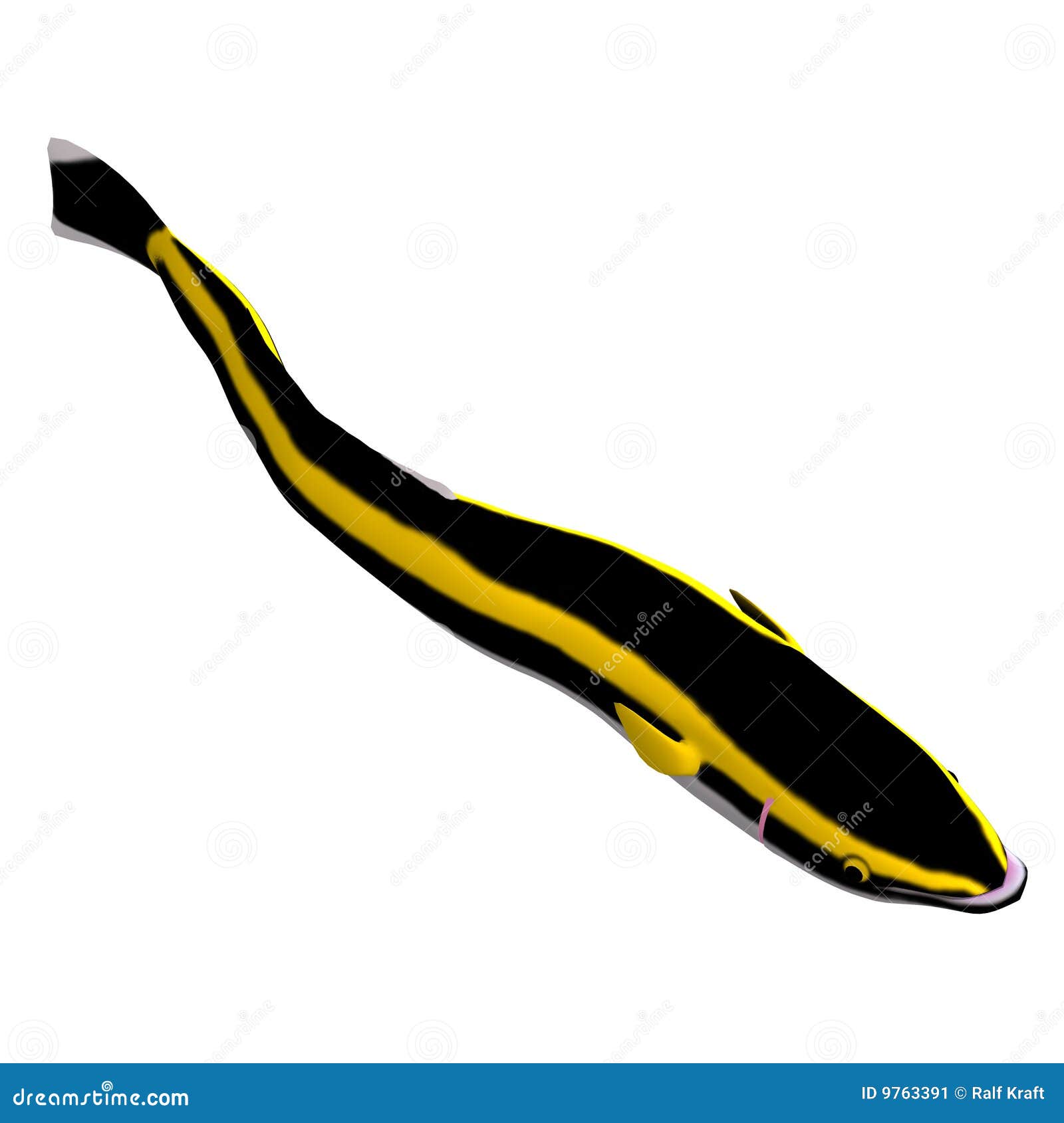 Remora fish stock illustration. Illustration of white - 9763391