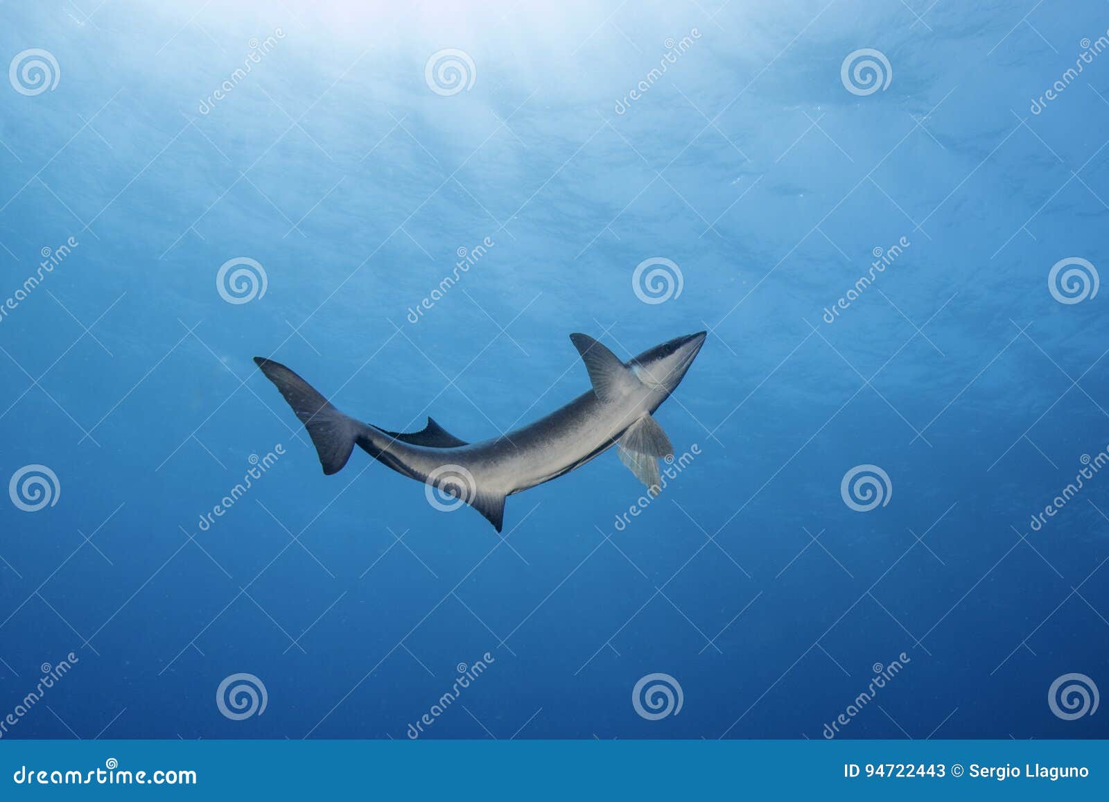 Remora stock image. Image of remora, underwater, reef - 94722443