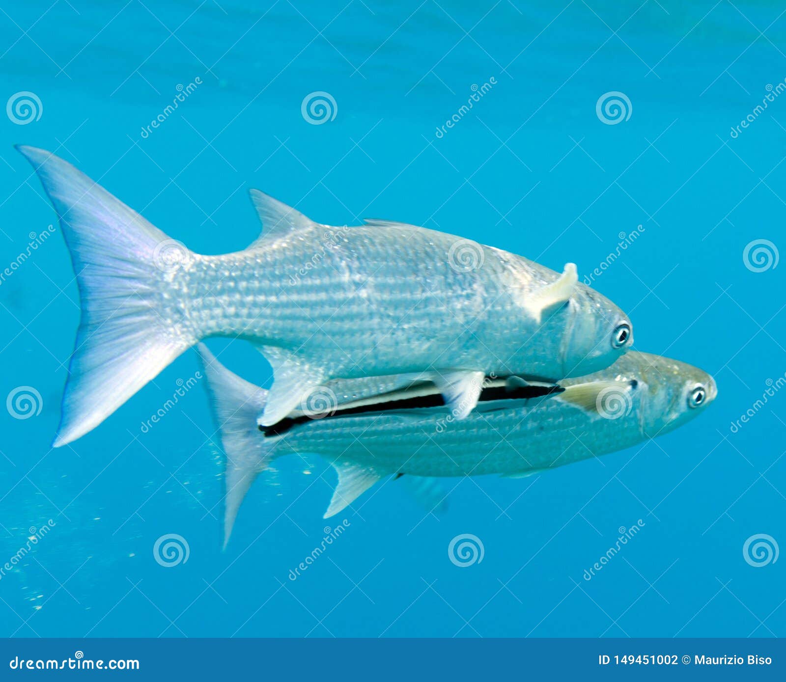 A remora fish stock photo. Image of change, diving, chum - 149451002