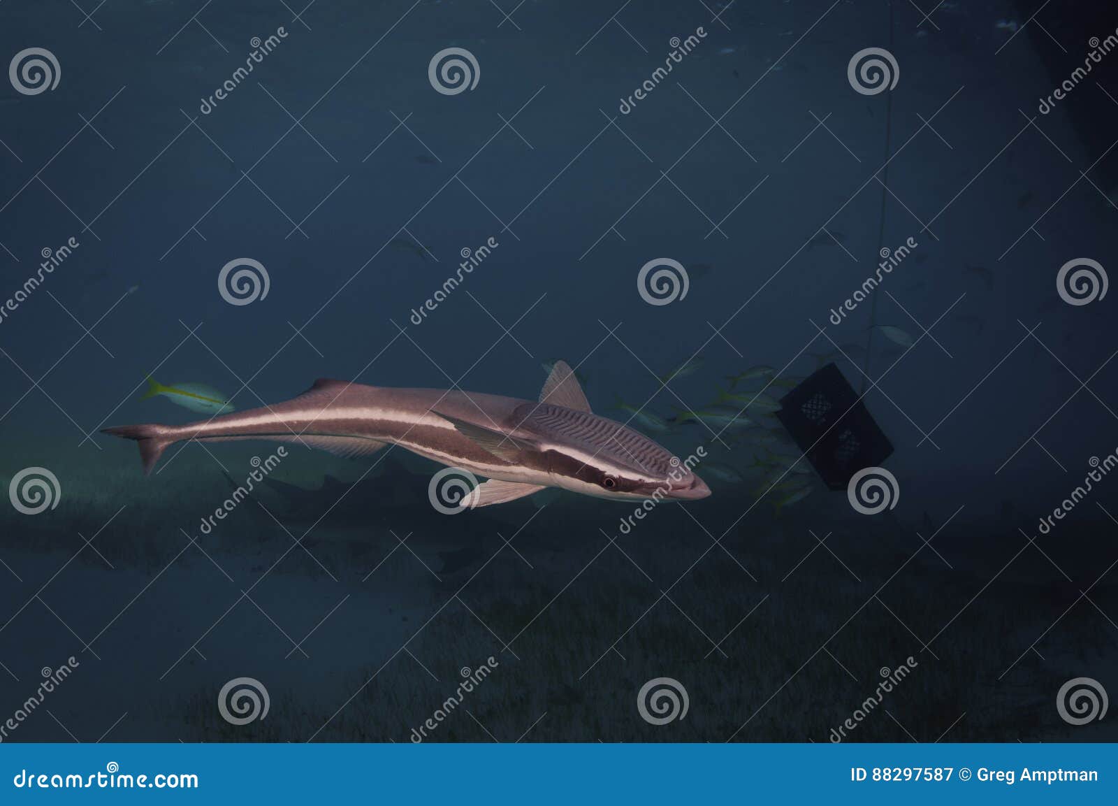 Remora stock image. Image of sandy, look, floor, marine - 88297587