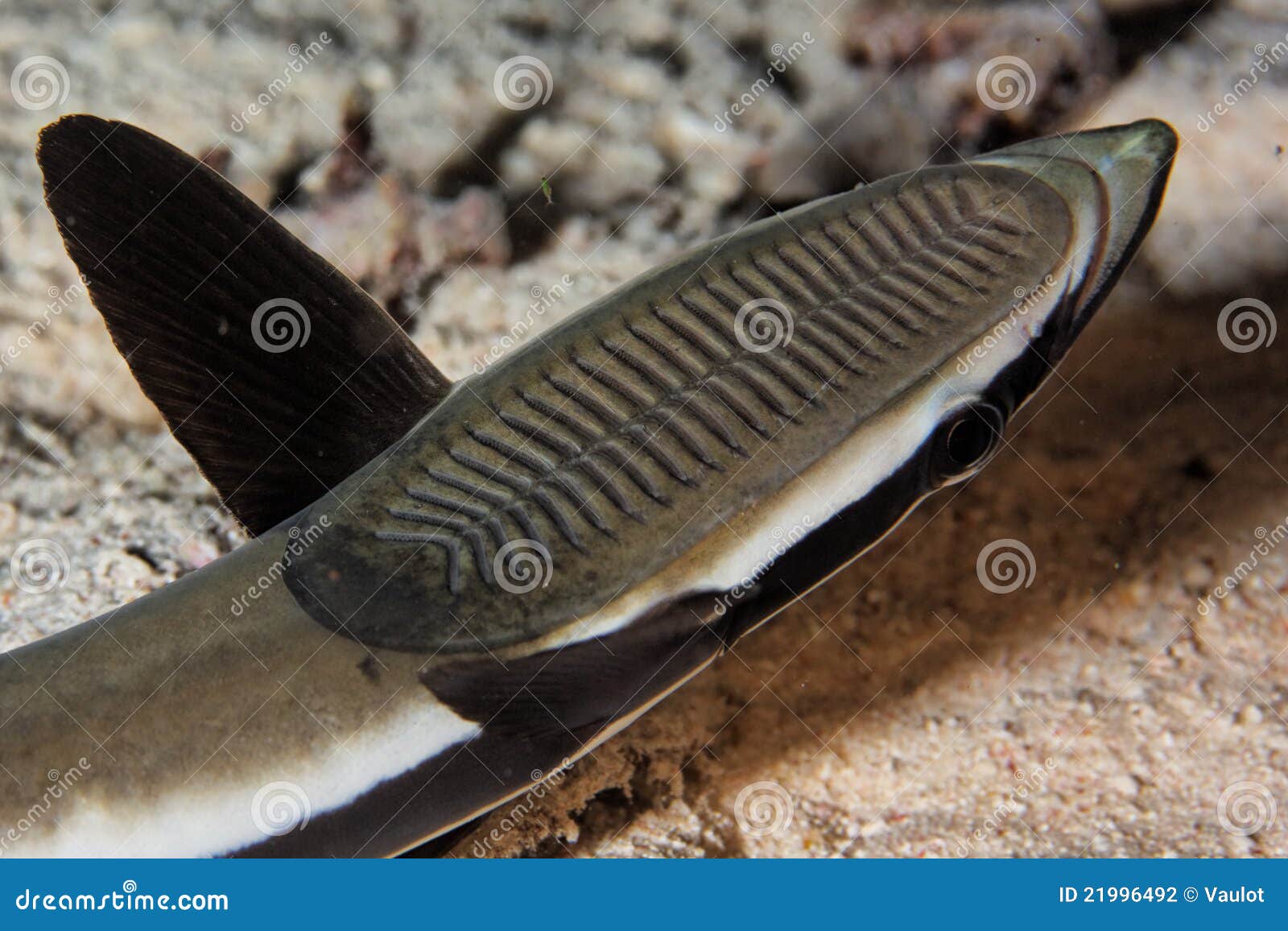 Remora - Red Sea stock photo. Image of saltwater, equatorial - 21996492