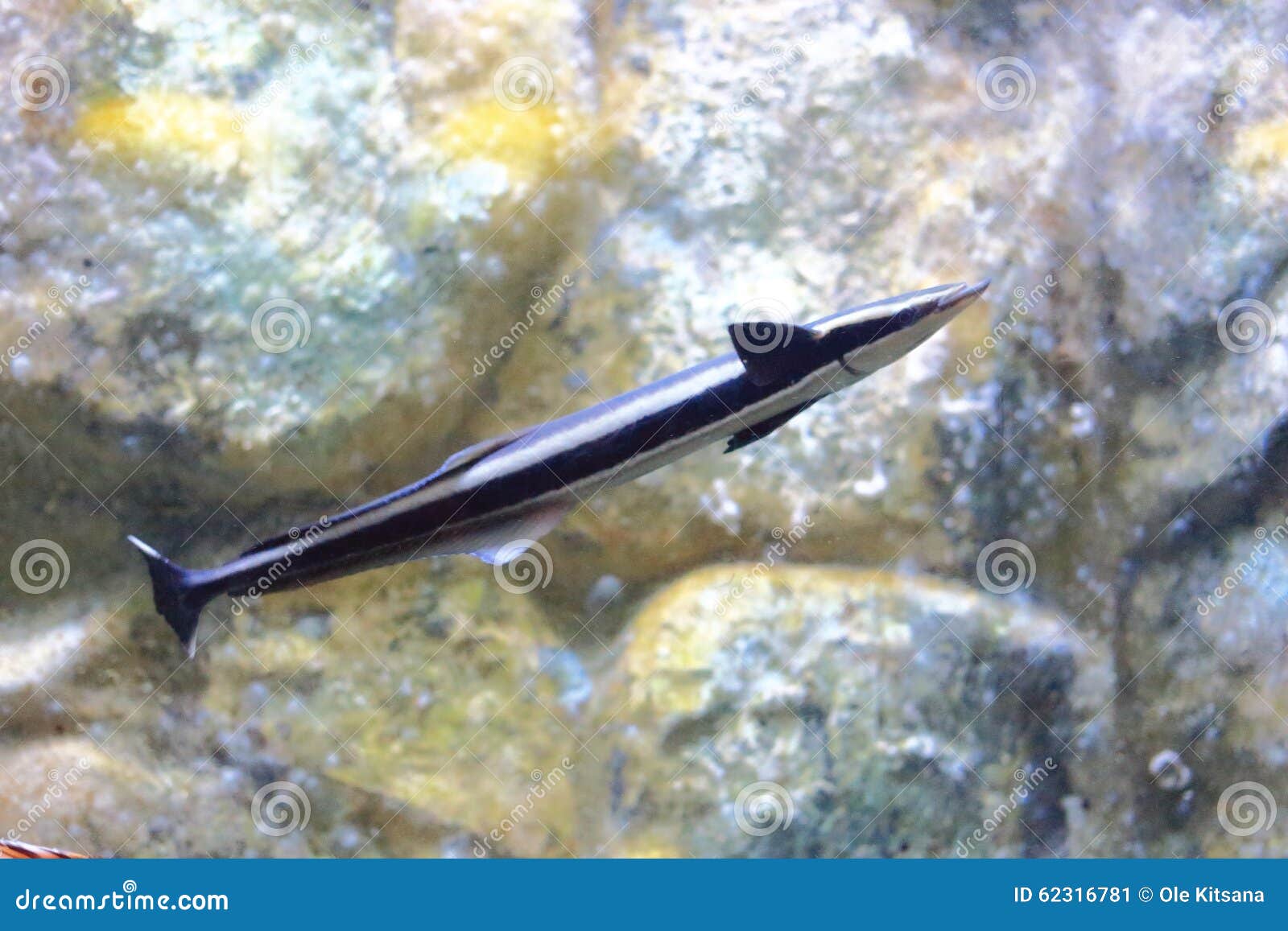 Remora or suckerfish stock image. Image of aquarium, local - 62316781