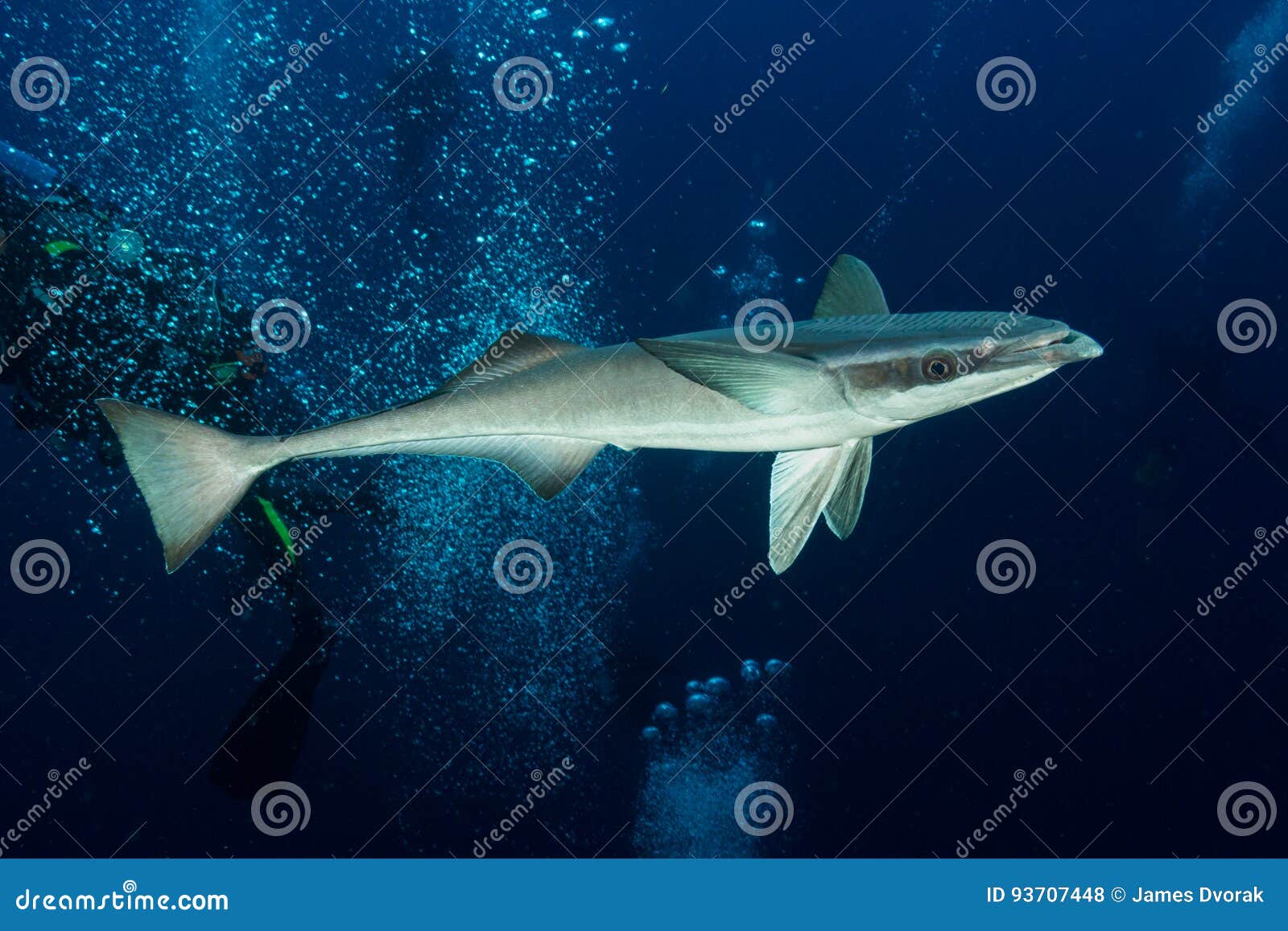 Remora Suckerfish stock photo. Image of remora, echeneis - 93707448