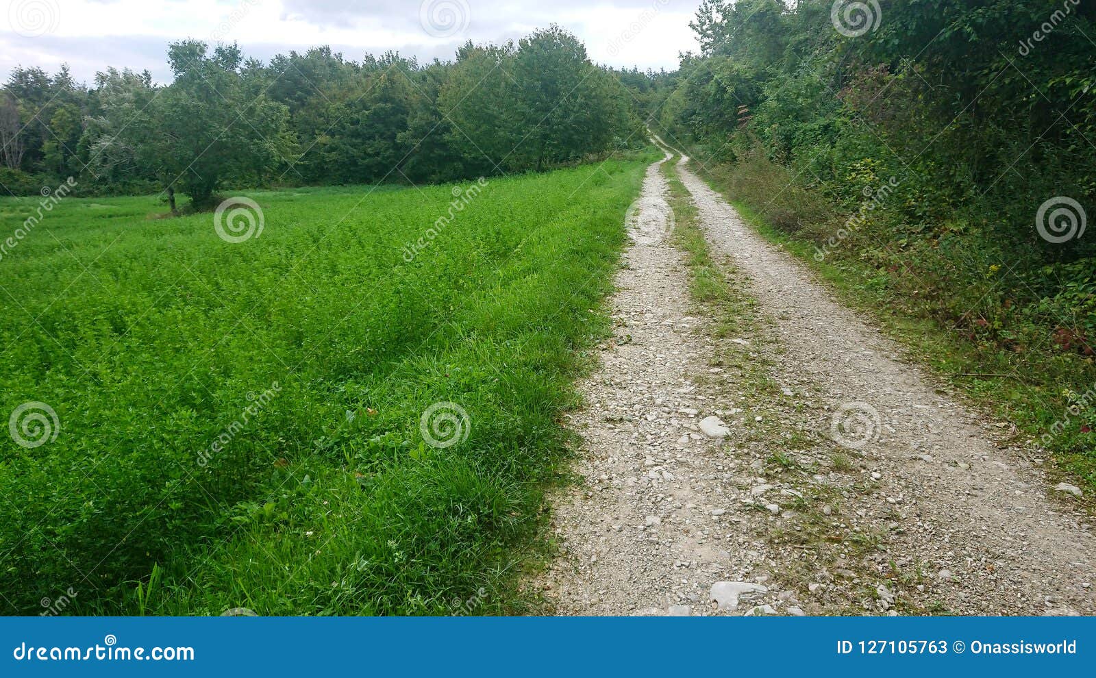 Remote country road stock image. Image of forest, remote - 127105763