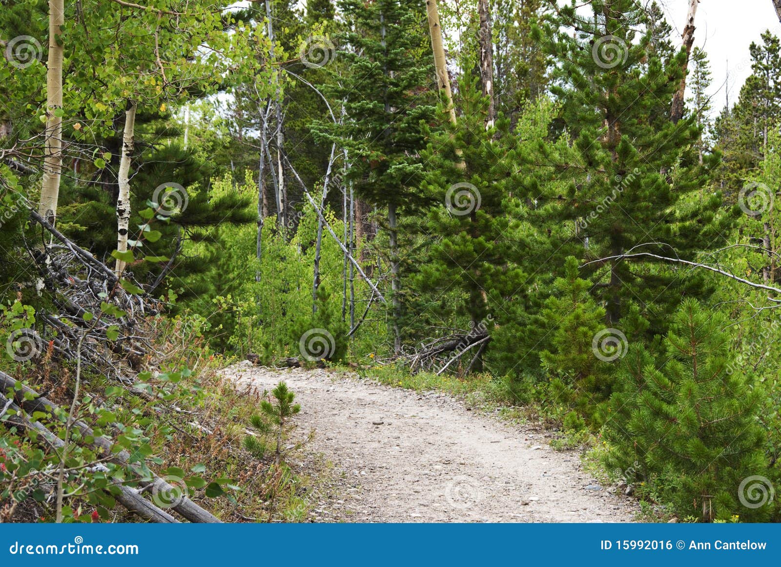 Remote Fire Road stock photo. Image of fire, peace, access - 15992016