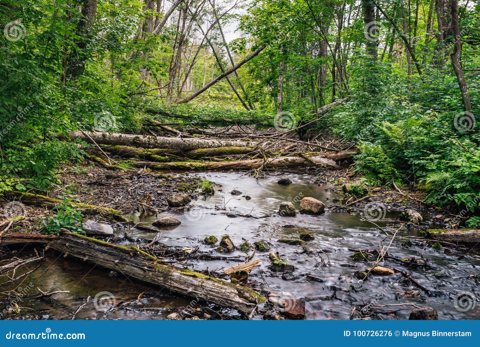 River dammed by beavers stock photo. Image of fallen - 100726276