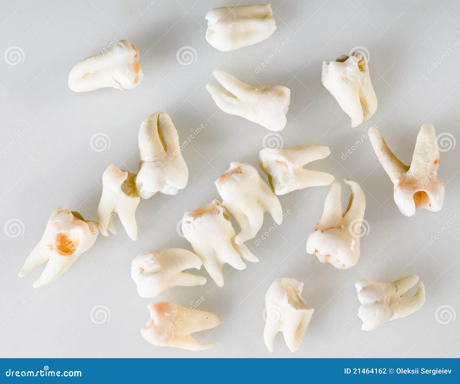 Remote root human teeth stock photo. Image of dentistry - 21464162