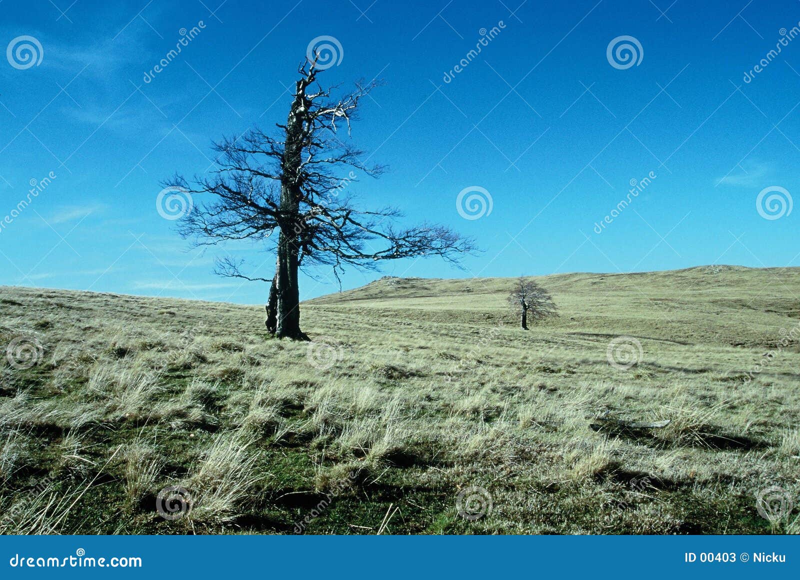 Remote Tree on Mountain Field Stock Image - Image of colored, grass: 403