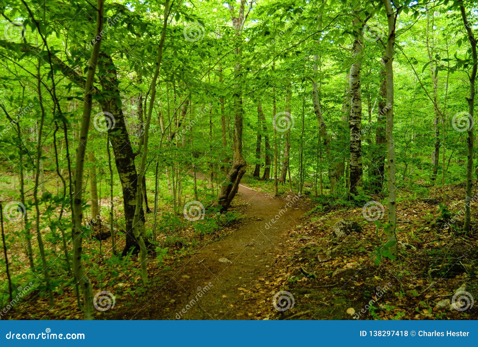 Remote Woods Walk stock photo. Image of life, forest - 138297418